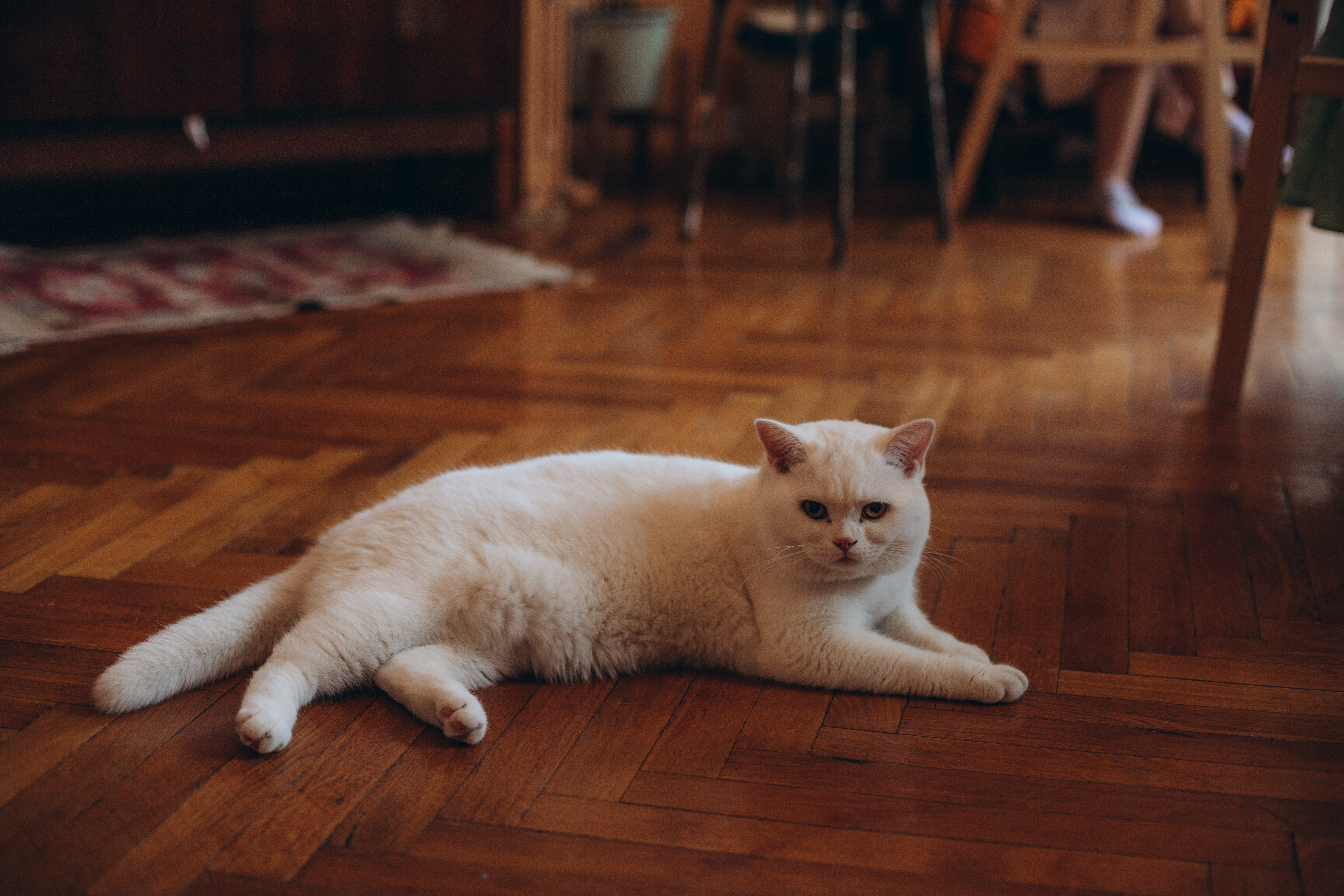 Cat Pain Photos, Download The BEST Free Cat Pain Stock Photos & HD Images