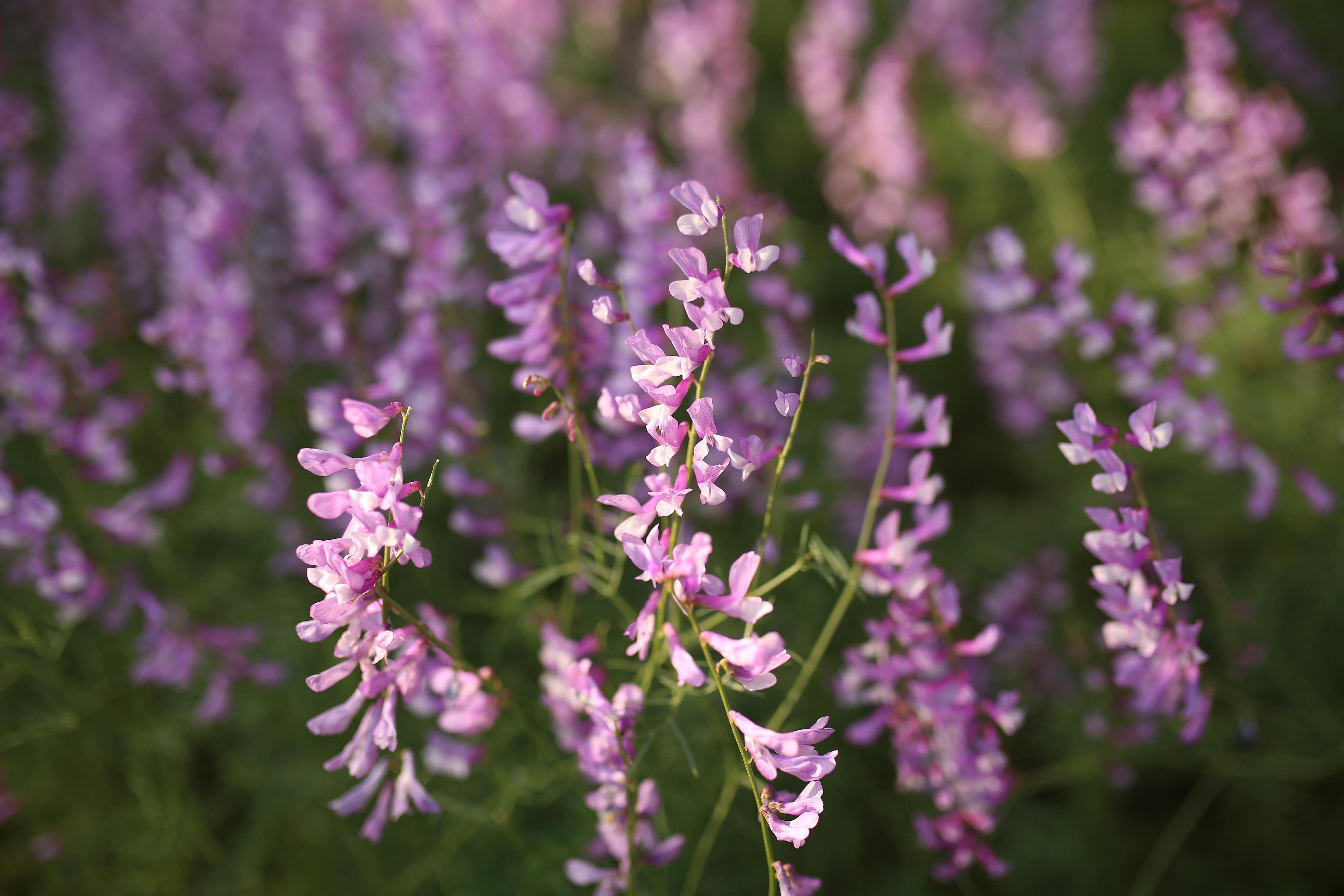 Bird Vetch Flowers Blooming in a Field · Free Stock Photo