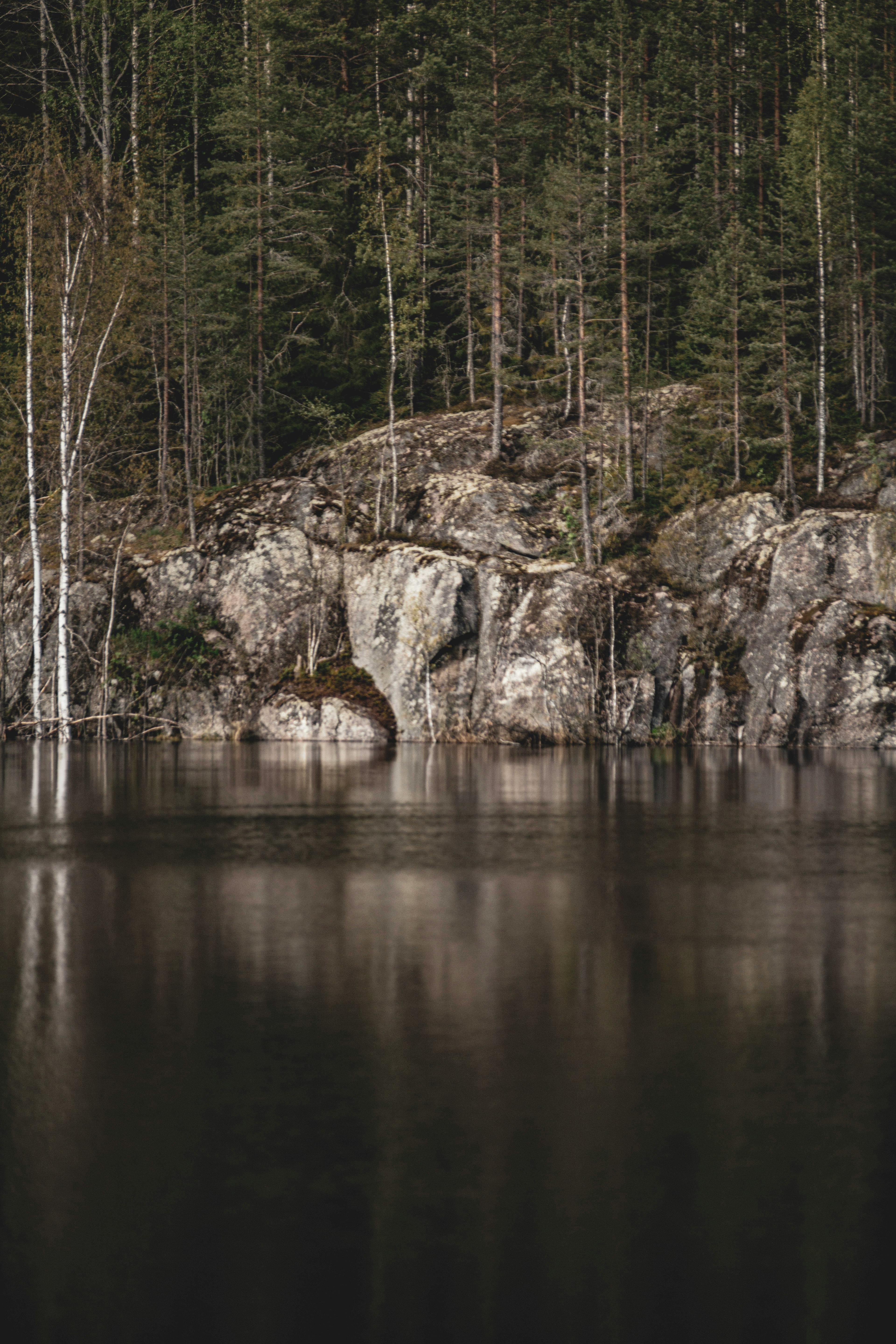 A Rock Cliff with Coniferous Trees on the Shore · Free Stock Photo