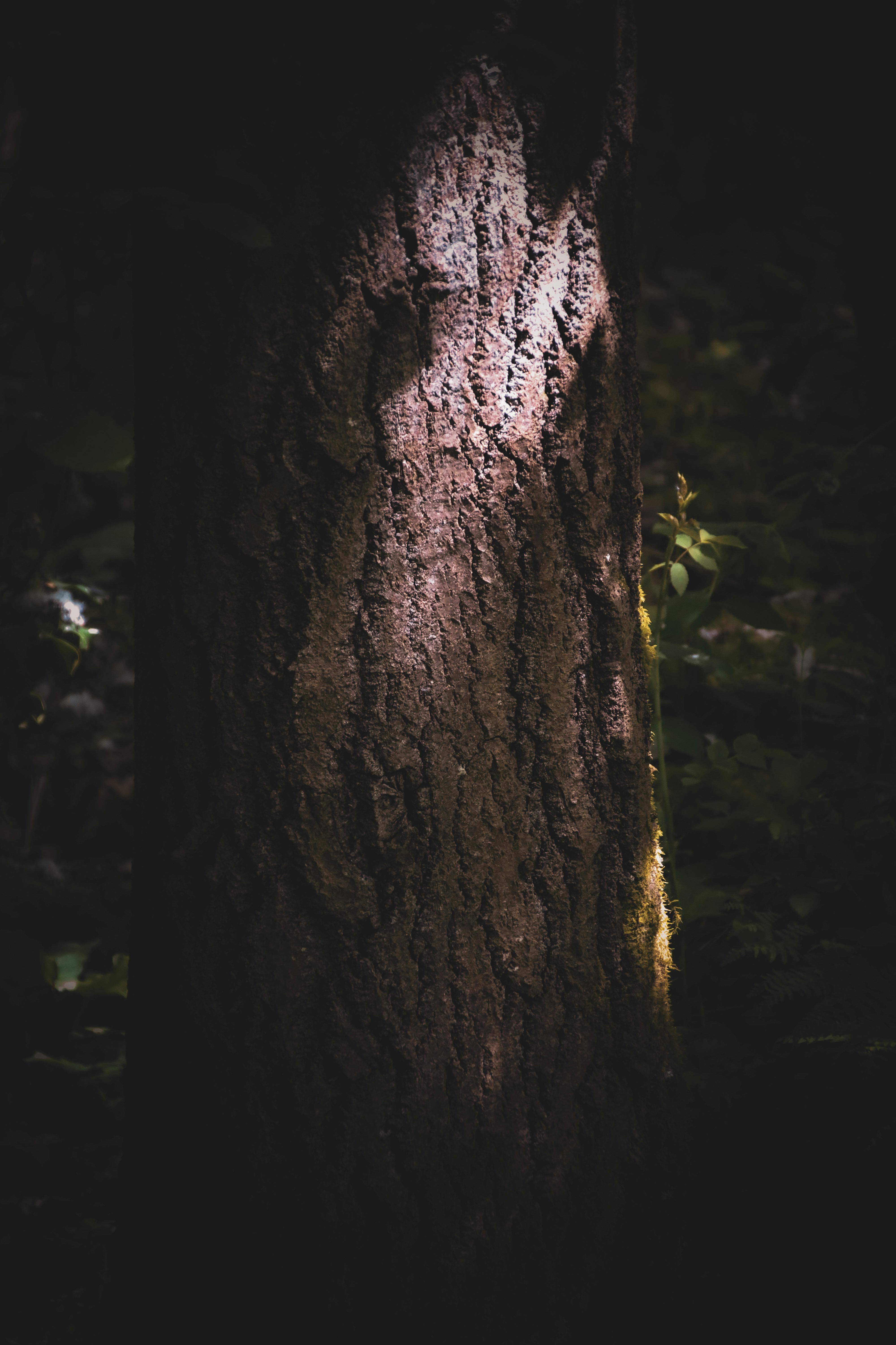 Sunlight on Tree Bark · Free Stock Photo
