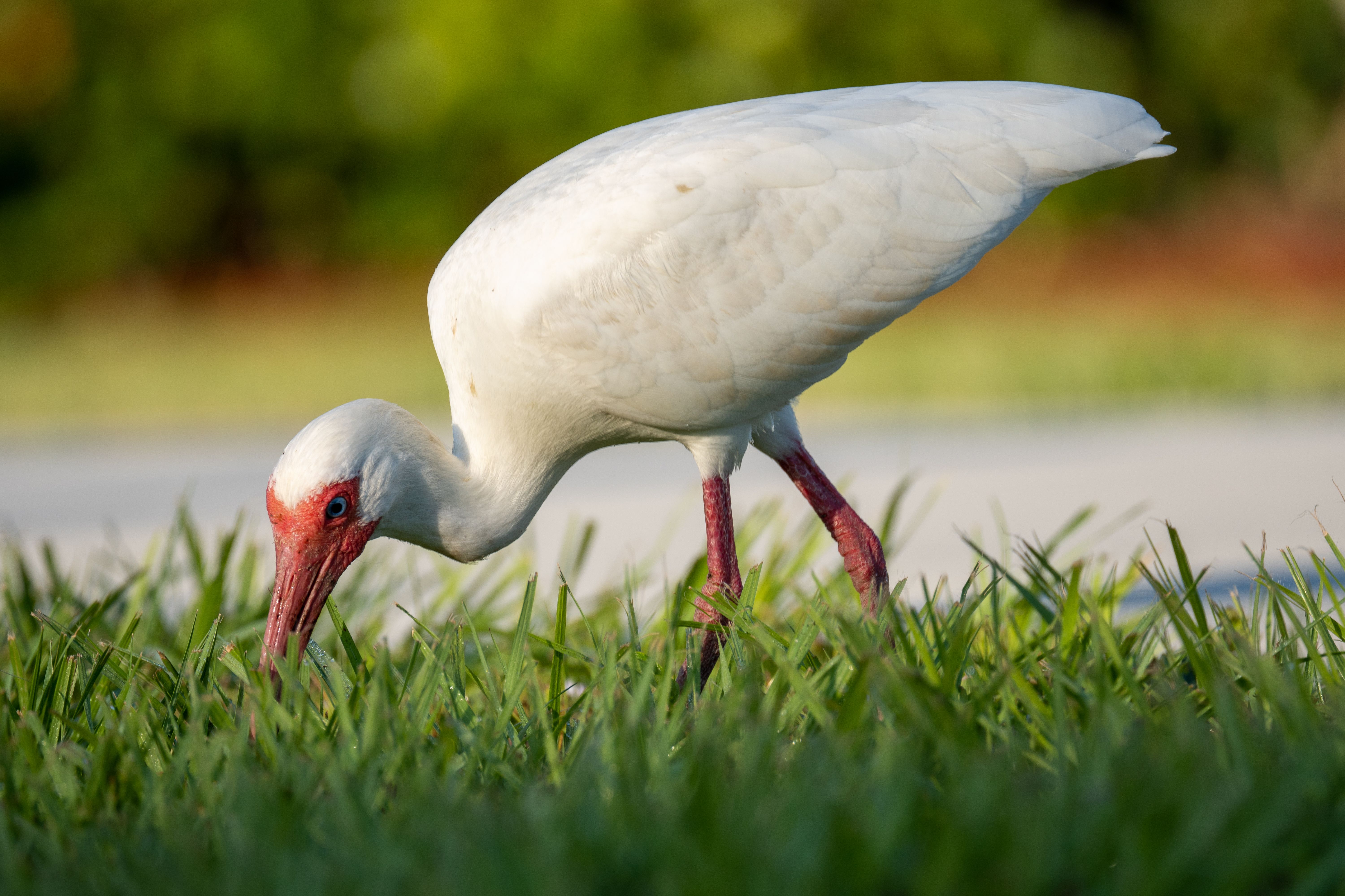 White Ibis Bird Looking for Food in Grass · Free Stock Photo