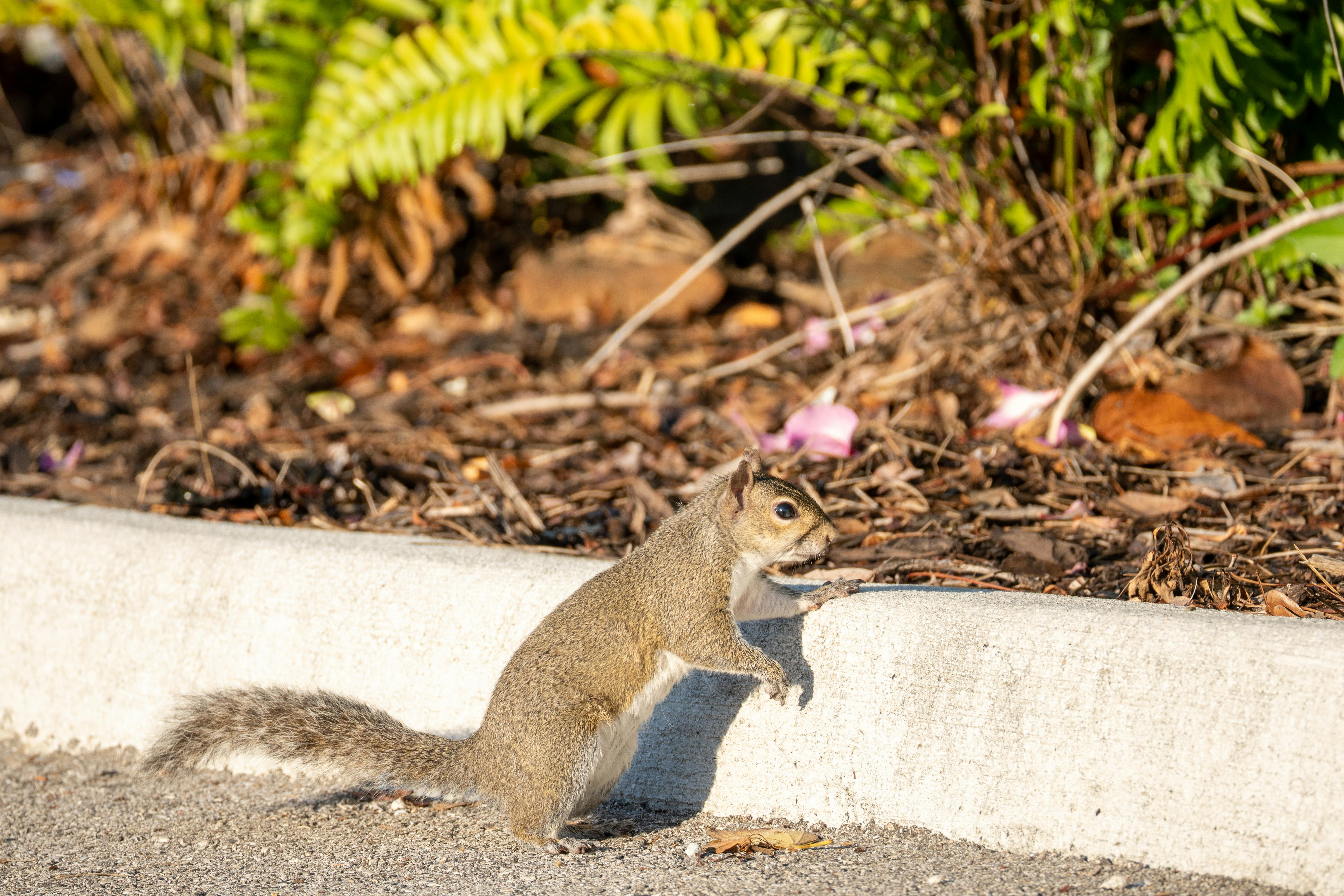Urban Squirrel Standing on the Ground Leaning on a Curb Stone in a Park ...