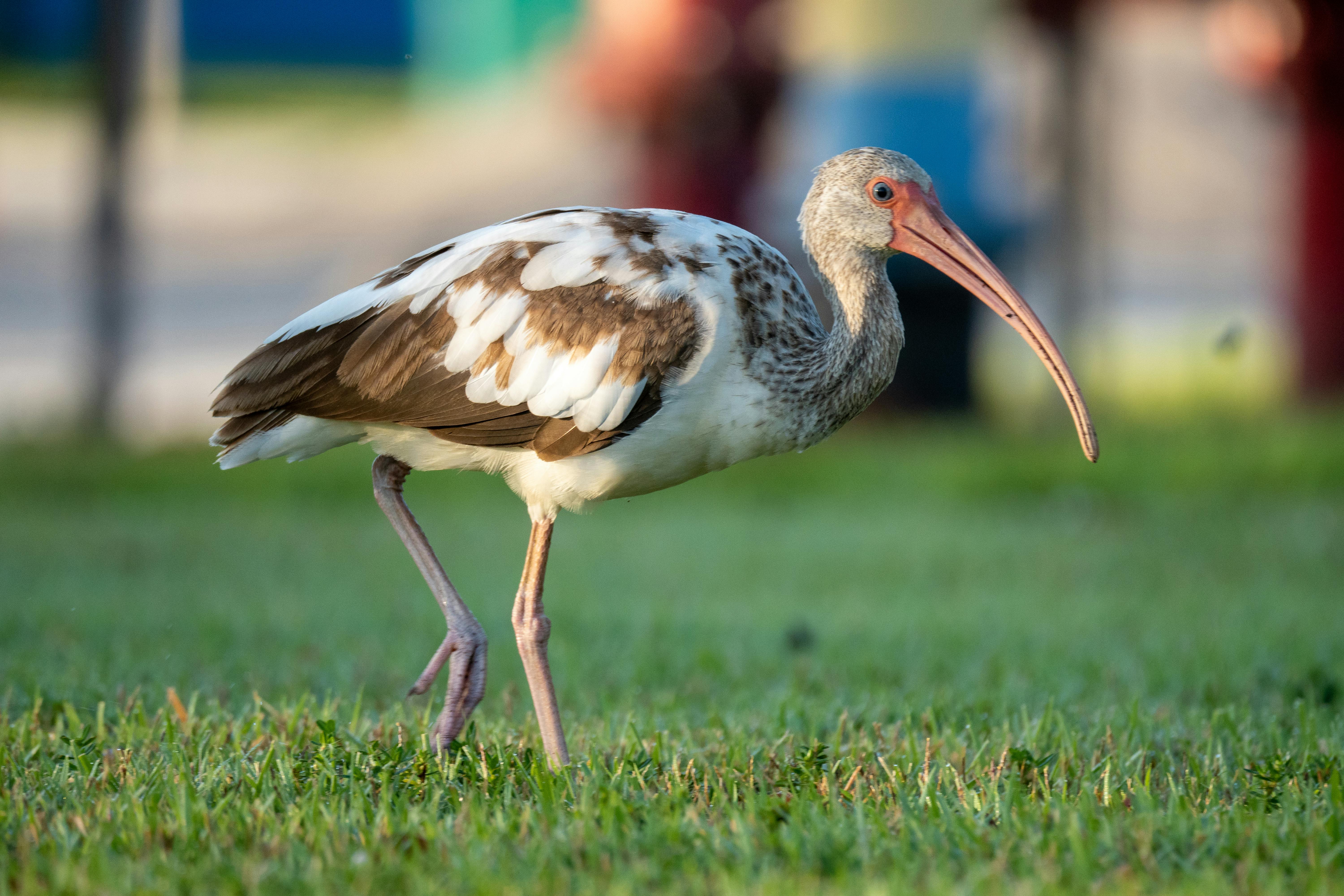 Close-up of a Juvenile White Ibis · Free Stock Photo