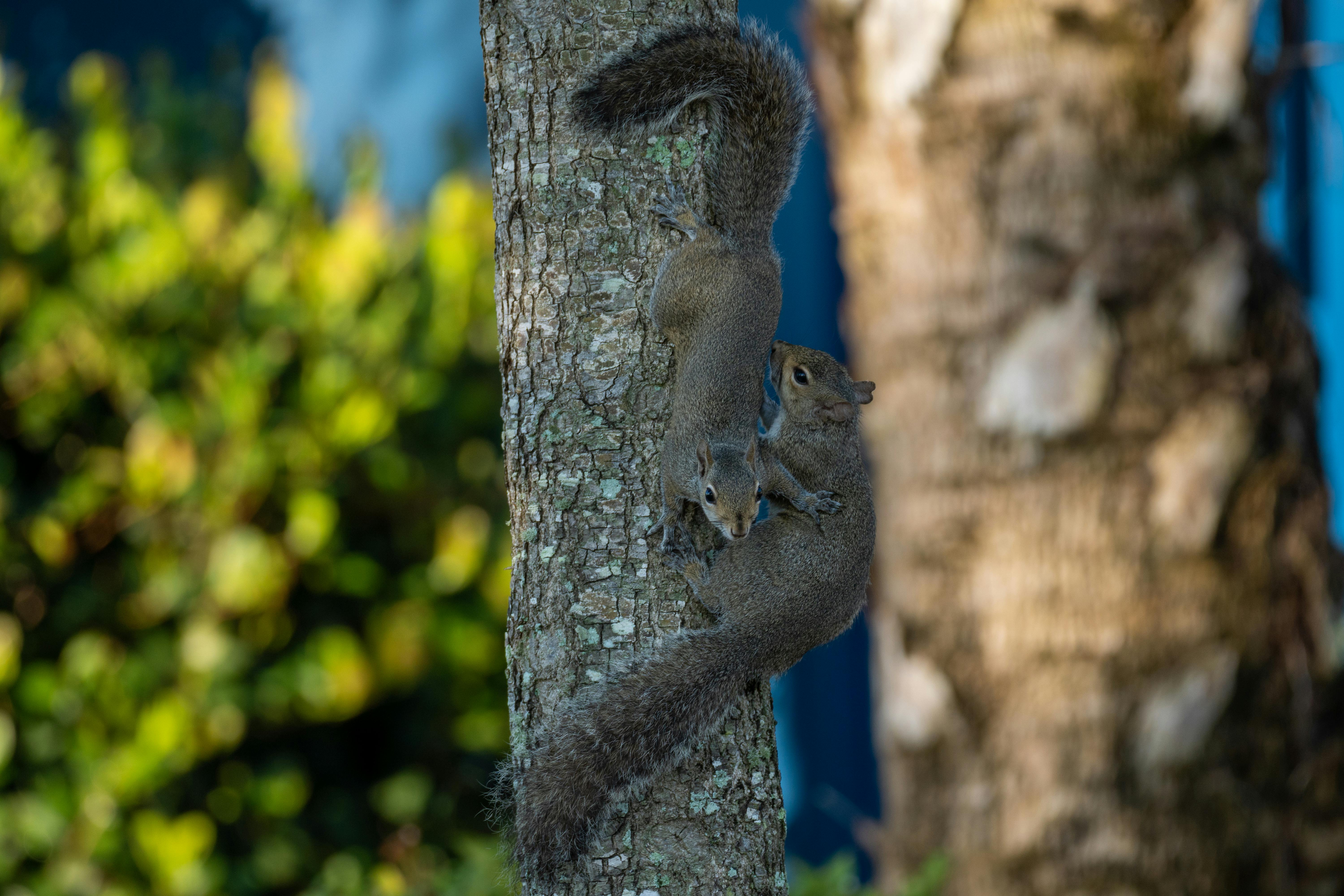 Squirrels on Tree · Free Stock Photo
