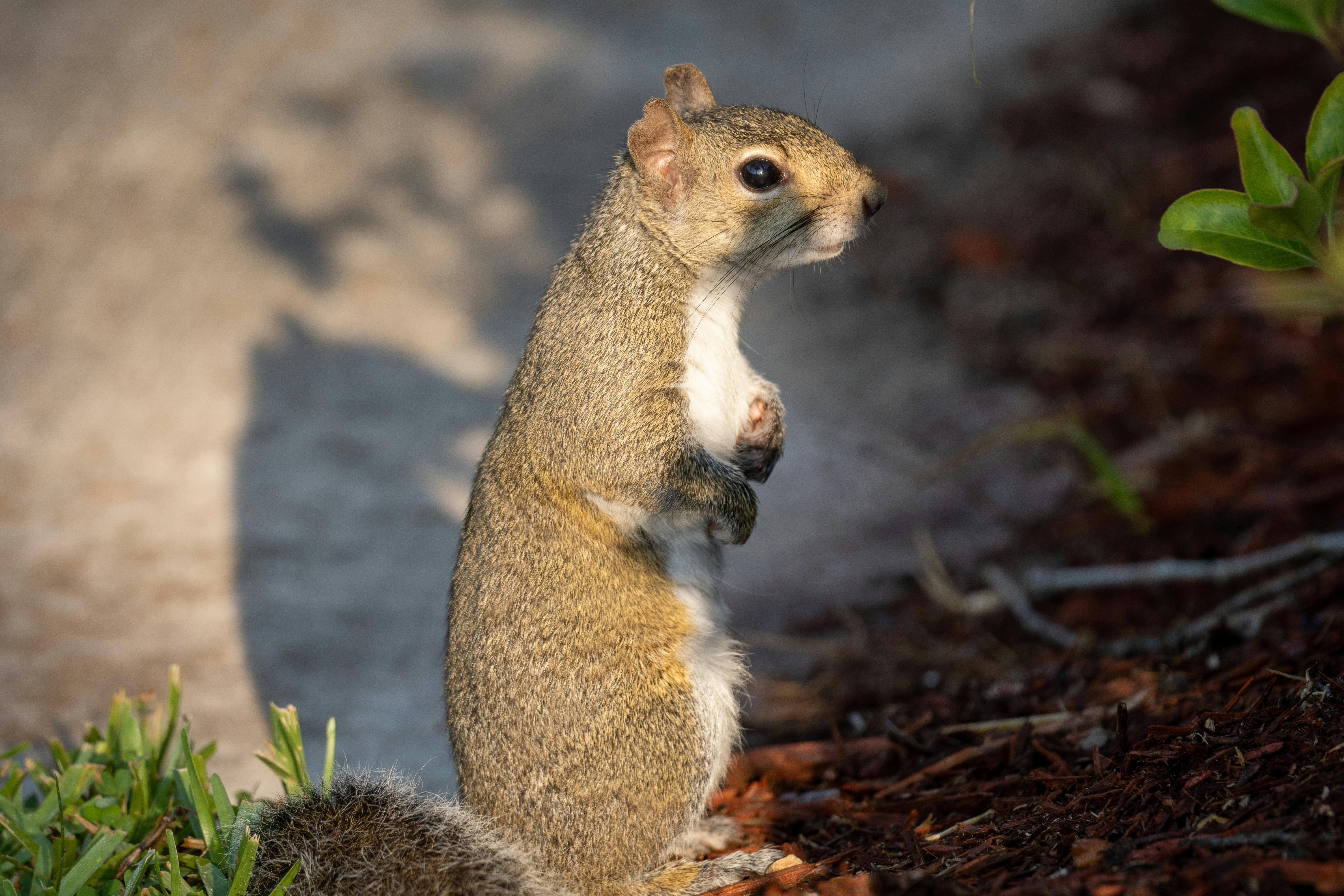 Close up of Standing Squirrel · Free Stock Photo