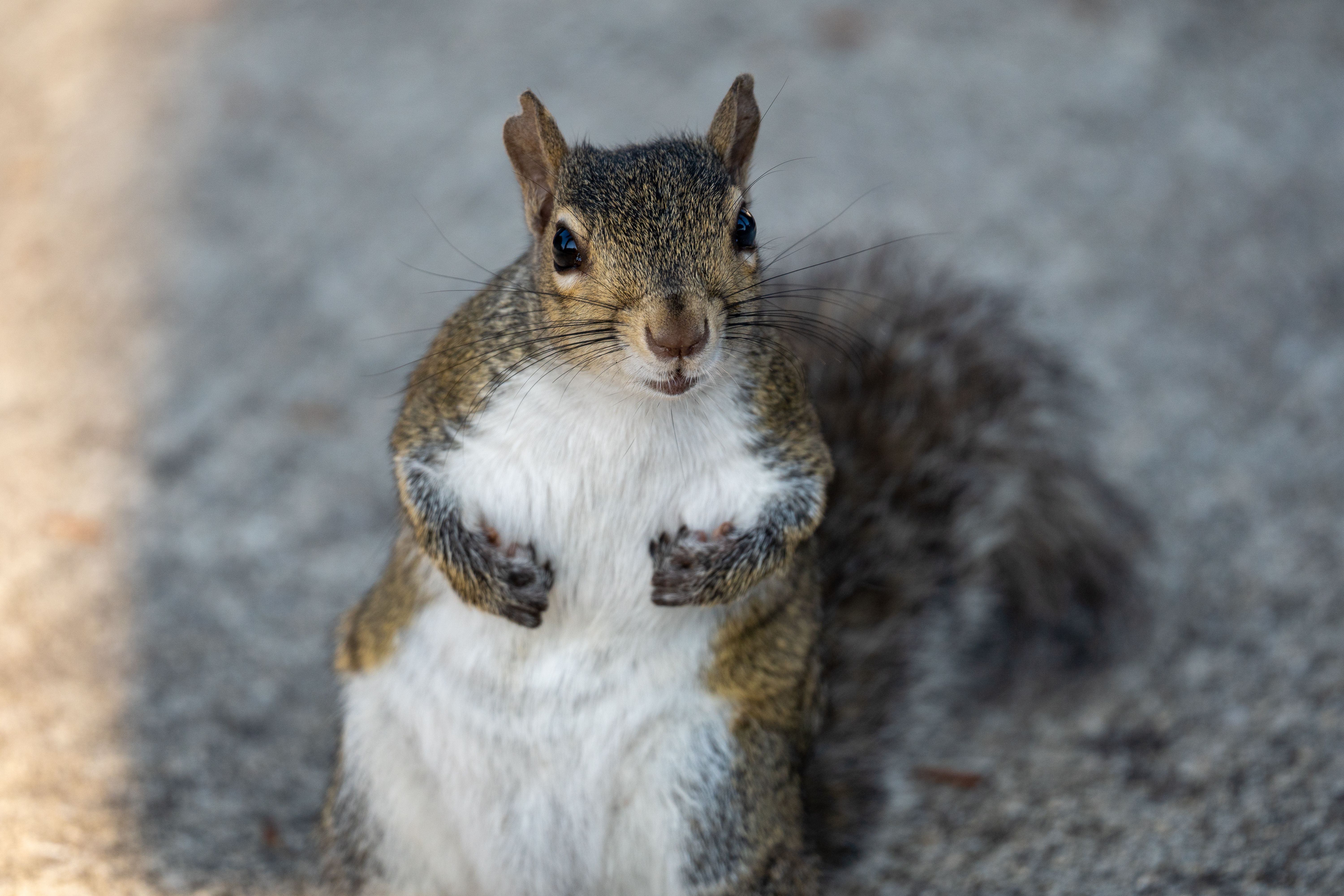 Close up of Standing Squirrel · Free Stock Photo