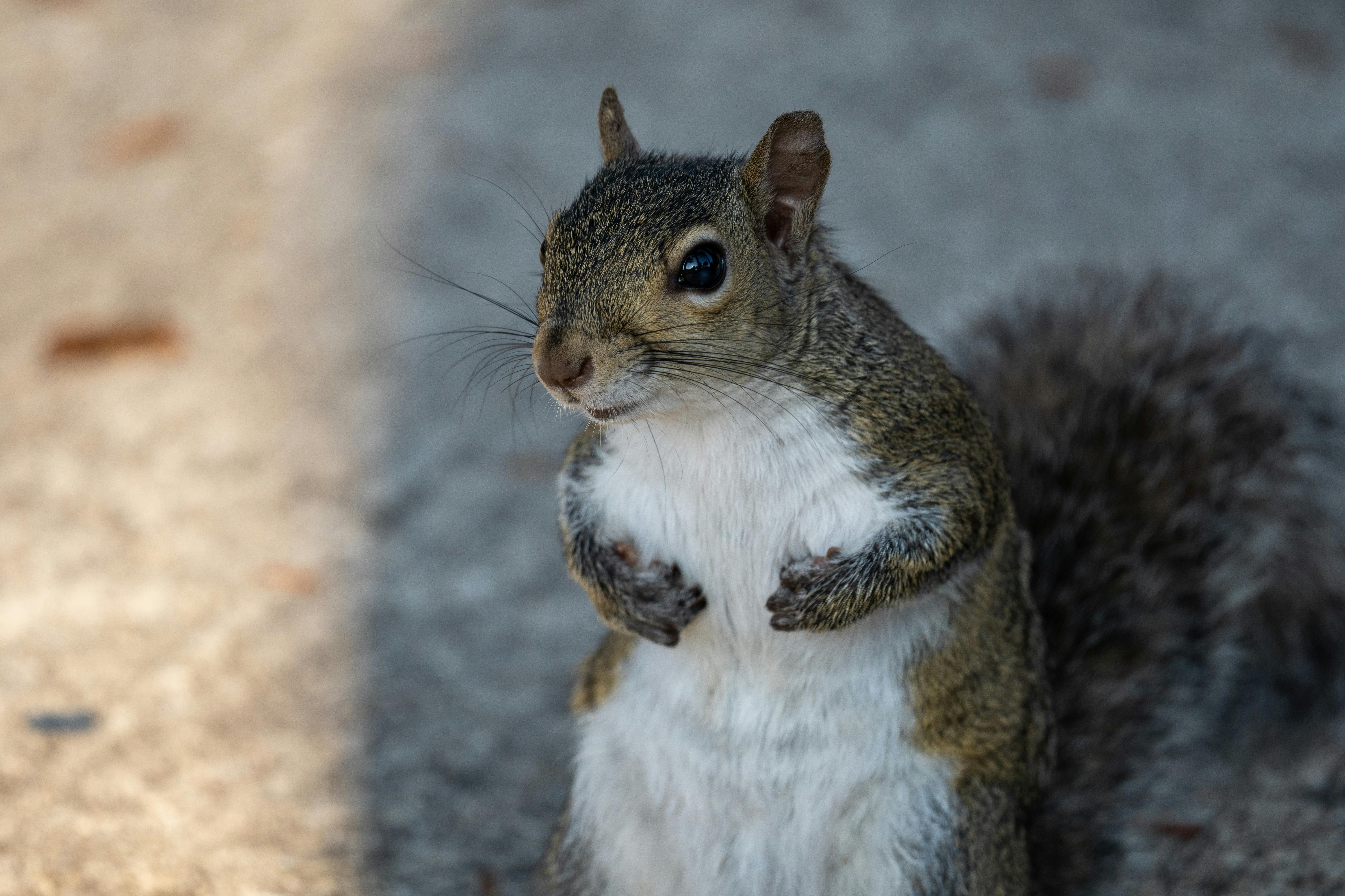 Gray and White Squirrel at Snow Covered Ground · Free Stock Photo