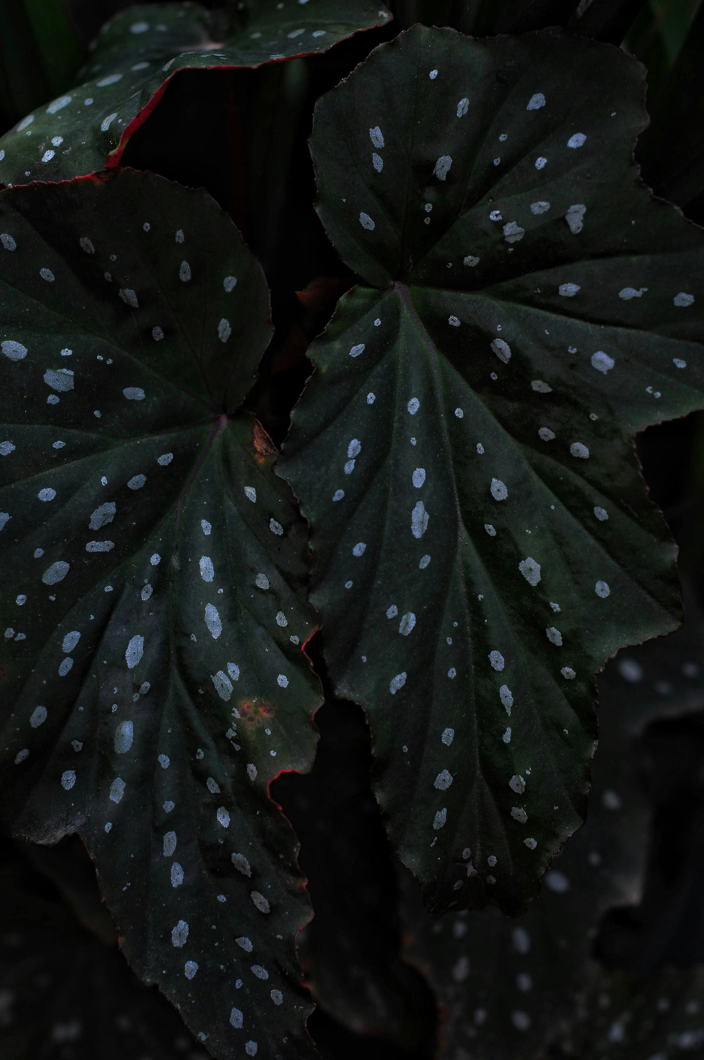 Spotted Leaves Photos, Download The BEST Free Spotted Leaves Stock ...