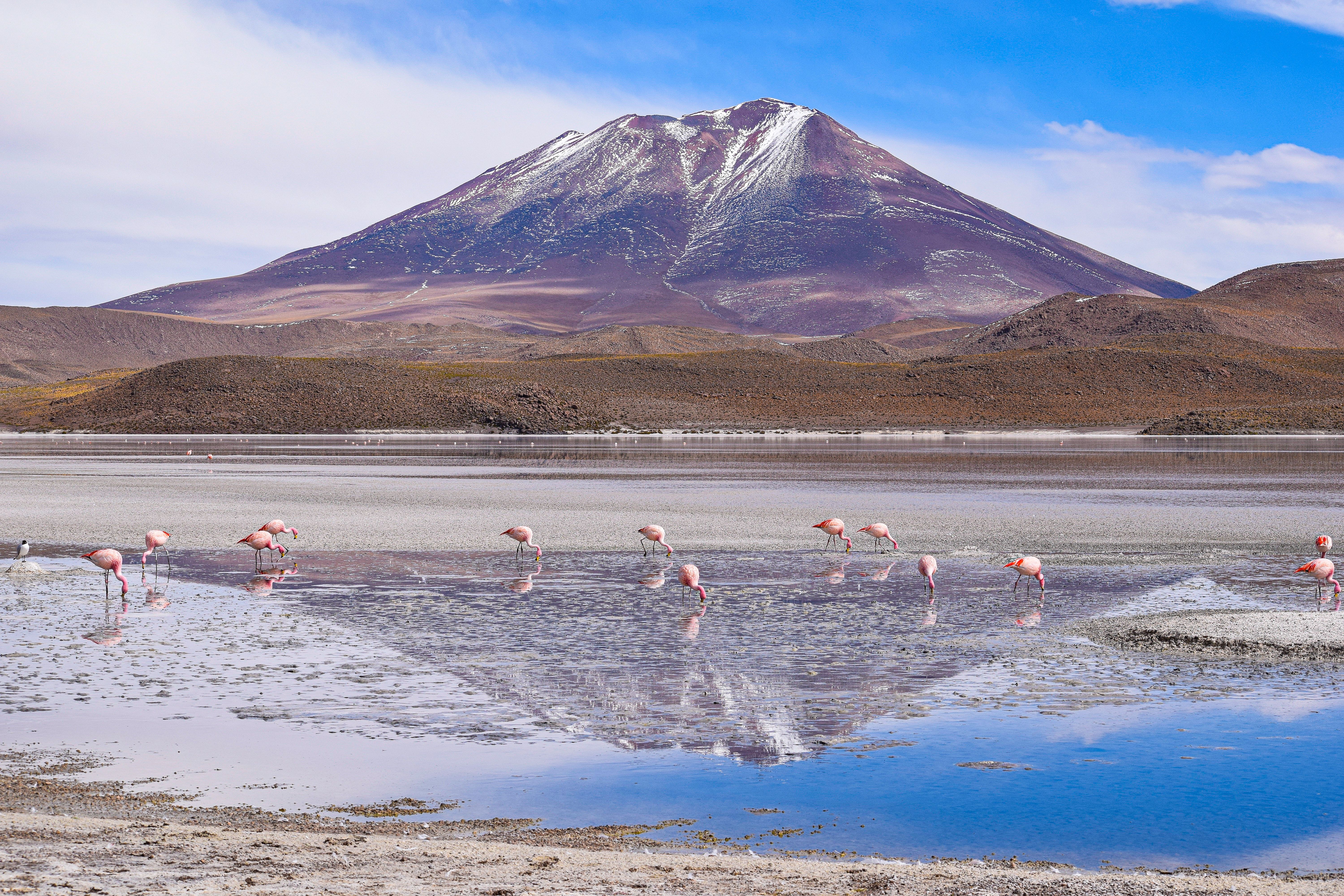 Flamingos Walking in Water in Mountains Landscape · Free Stock Photo