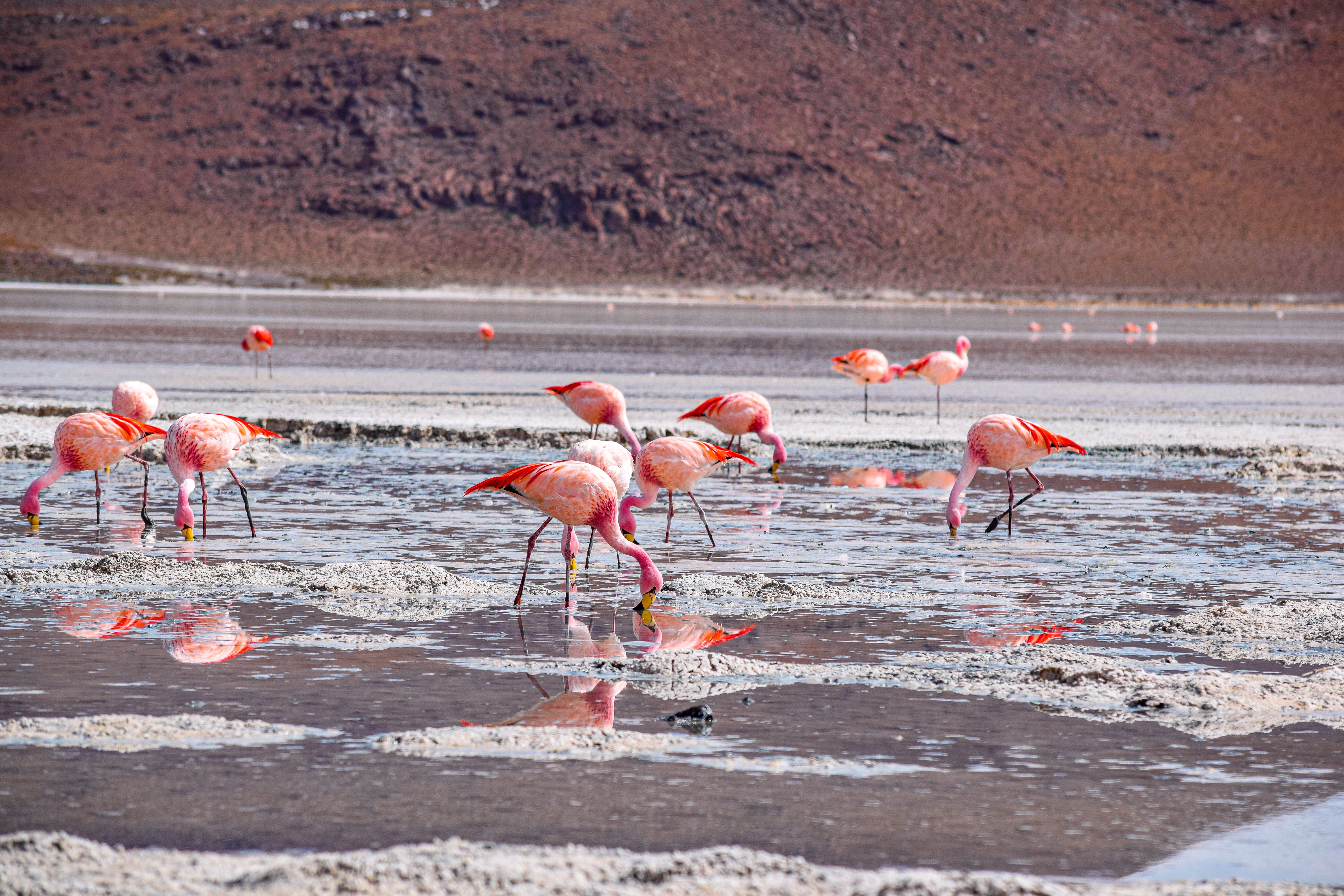 Foto profissional gratuita de água, alimentando, alta altitude ...