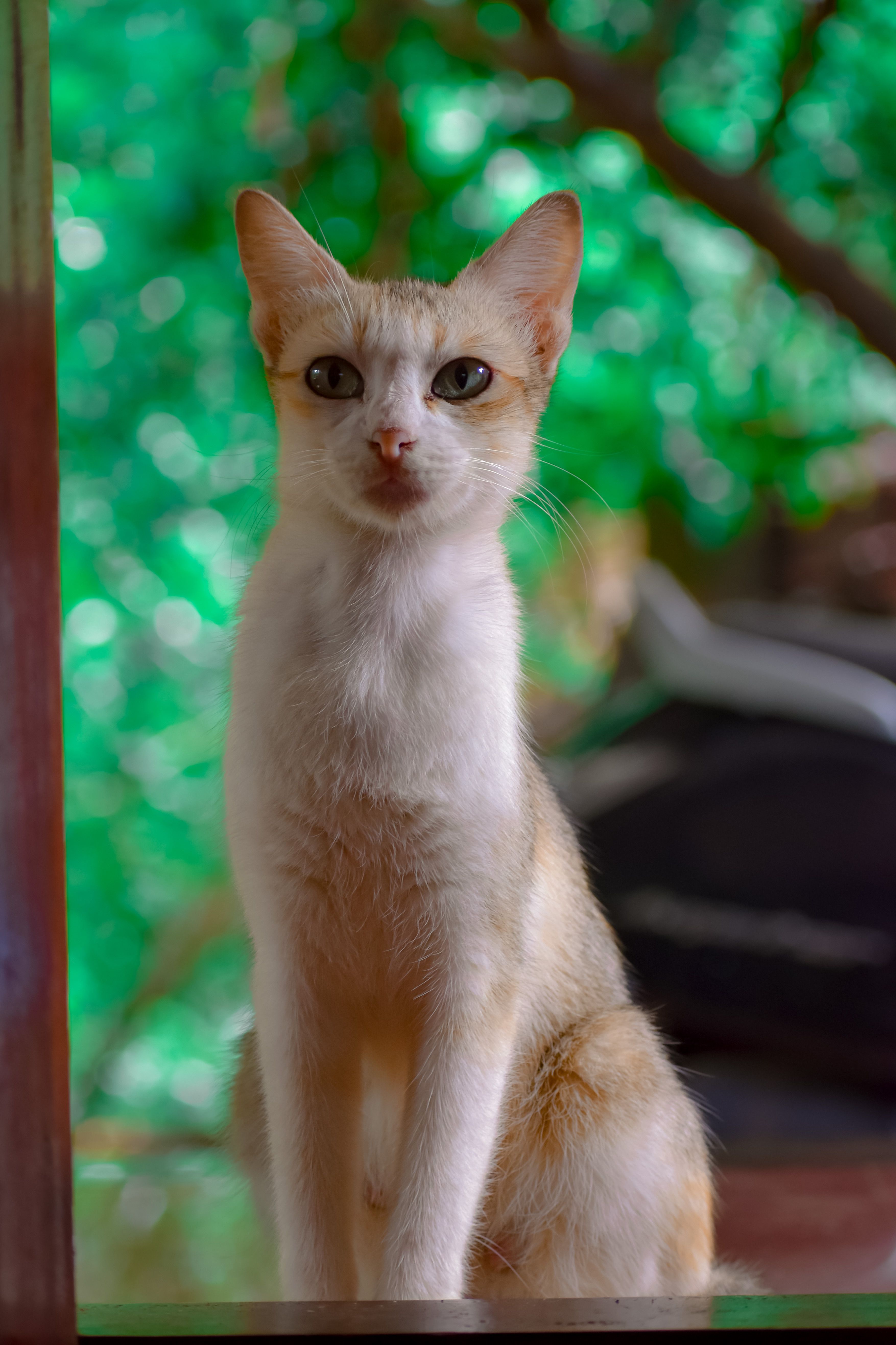 Cat Sitting Service Photos, Download The BEST Free Cat Sitting Service ...