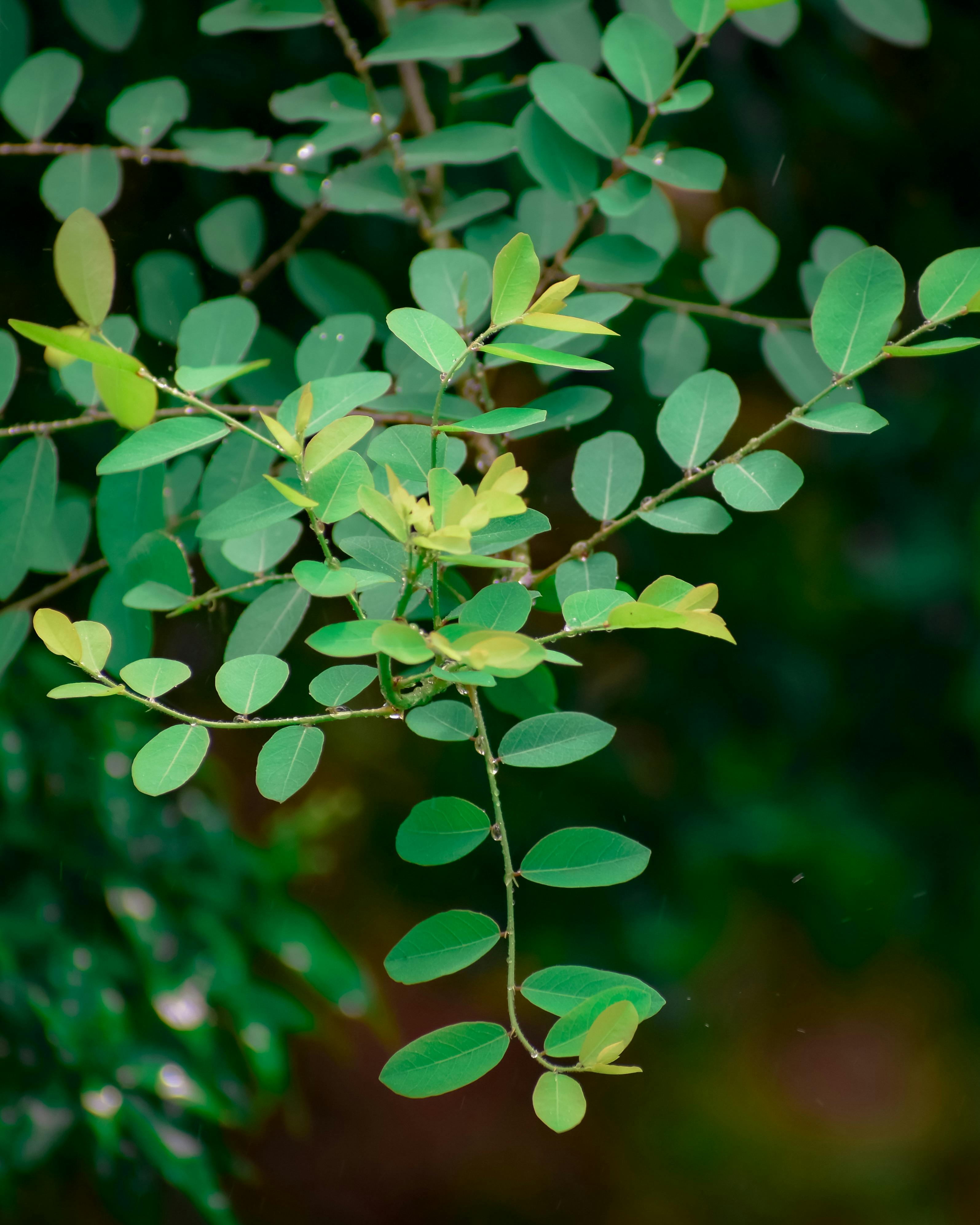 Fresh Green Photos, Download The BEST Free Fresh Green Stock Photos ...