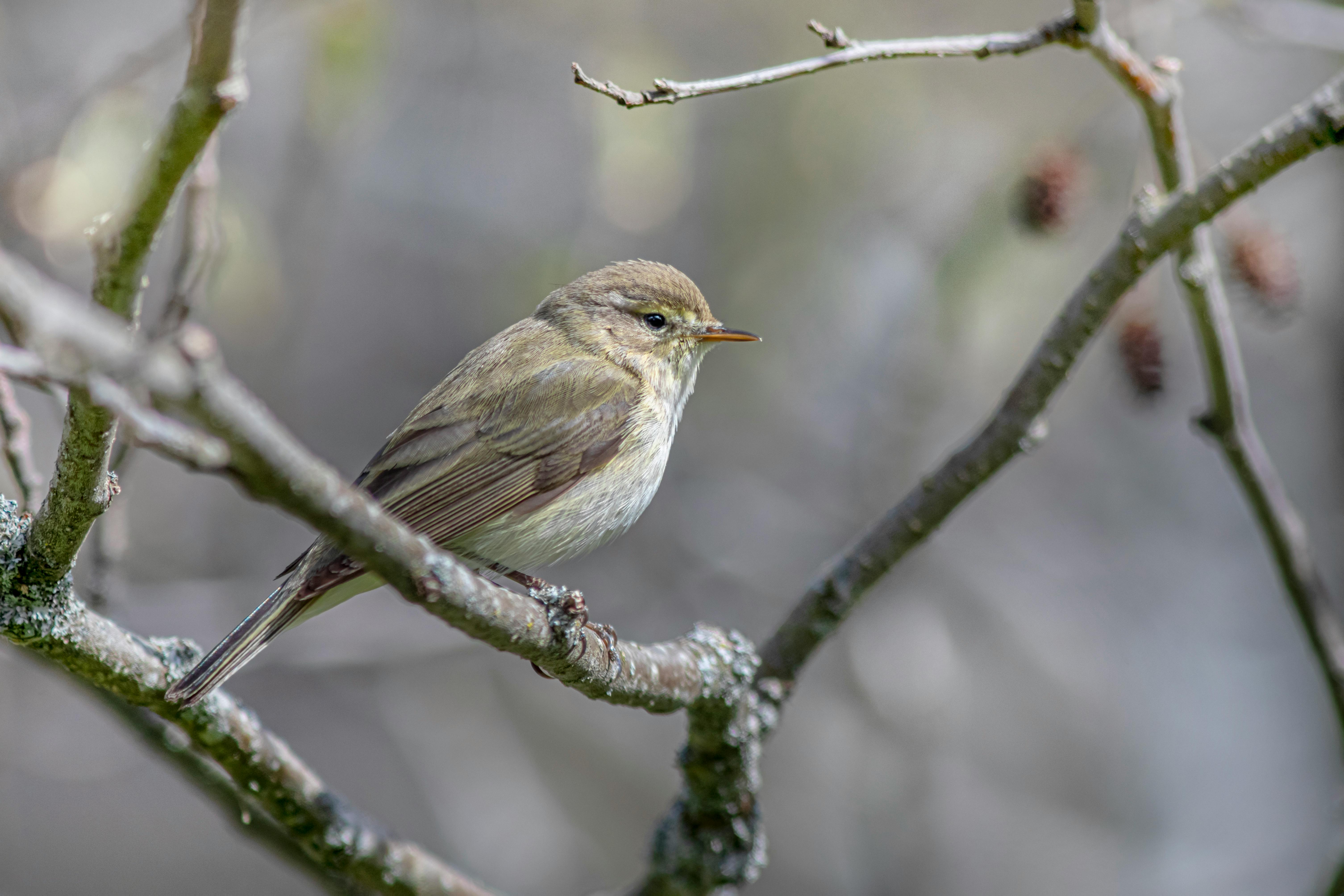 Close-up of a Chiffchaff on a Tree Branch · Free Stock Photo