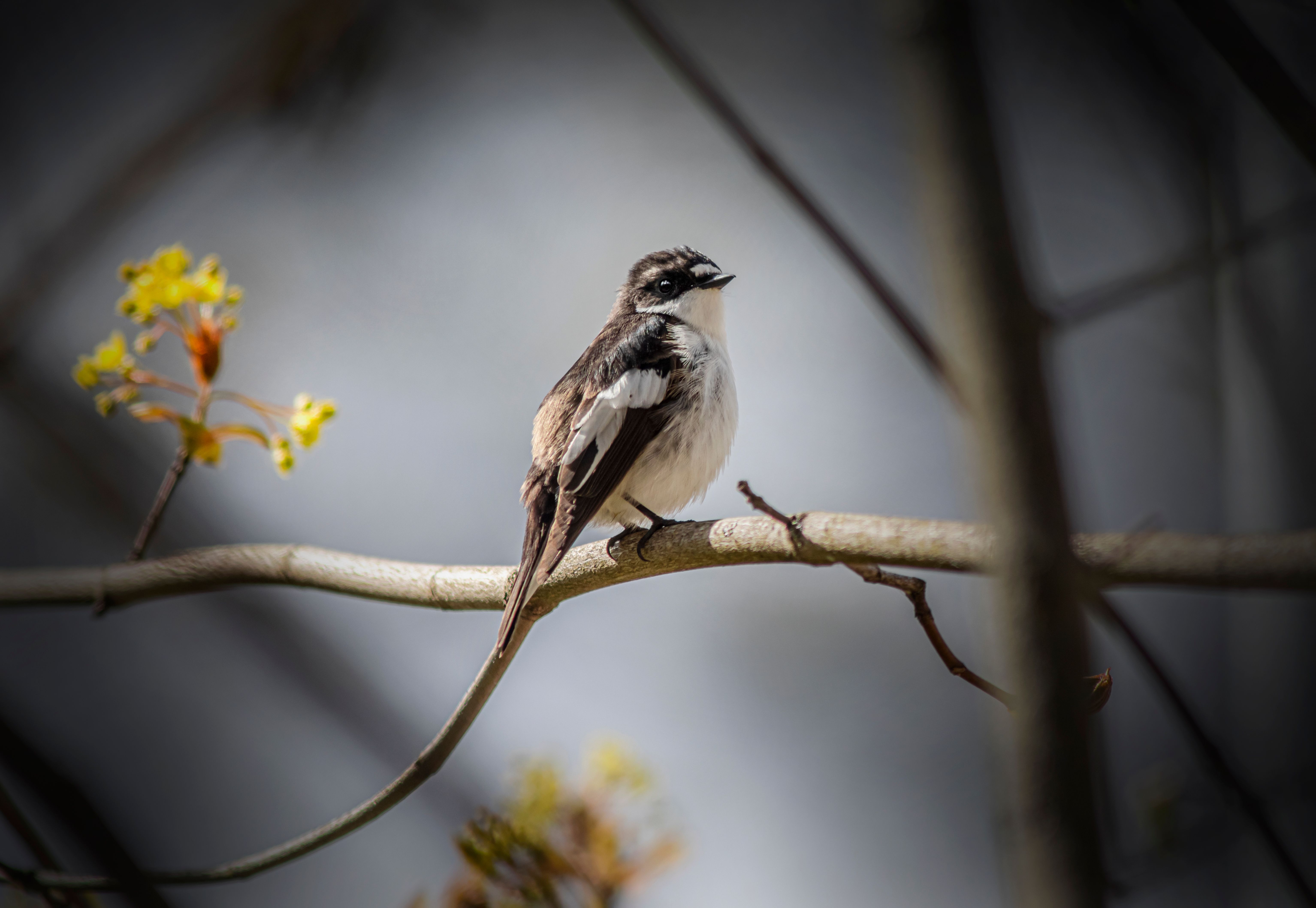 Indian Paradise Flycatcher Bird on Tree Branch · Free Stock Photo