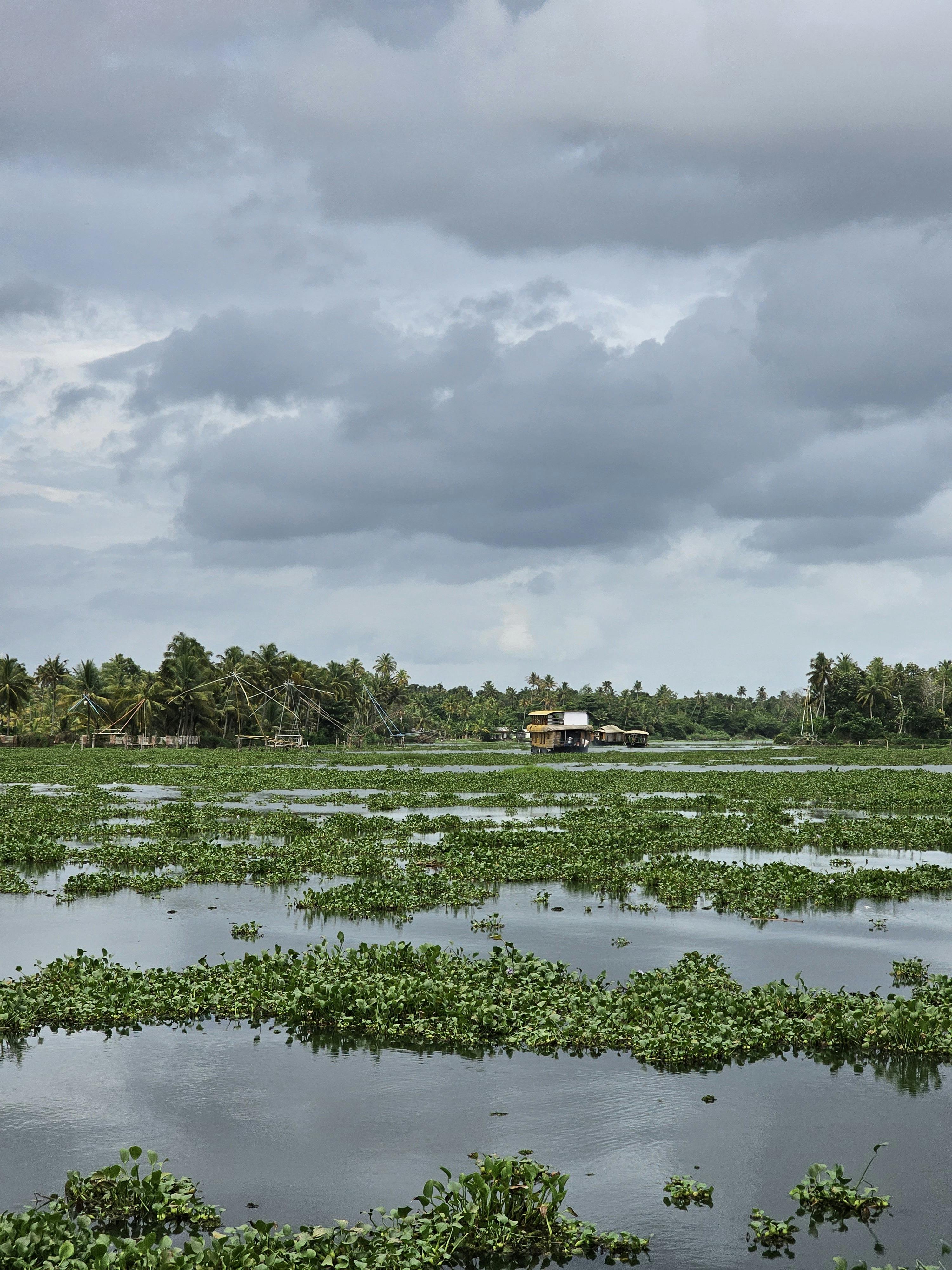 Overcast over Swamp · Free Stock Photo