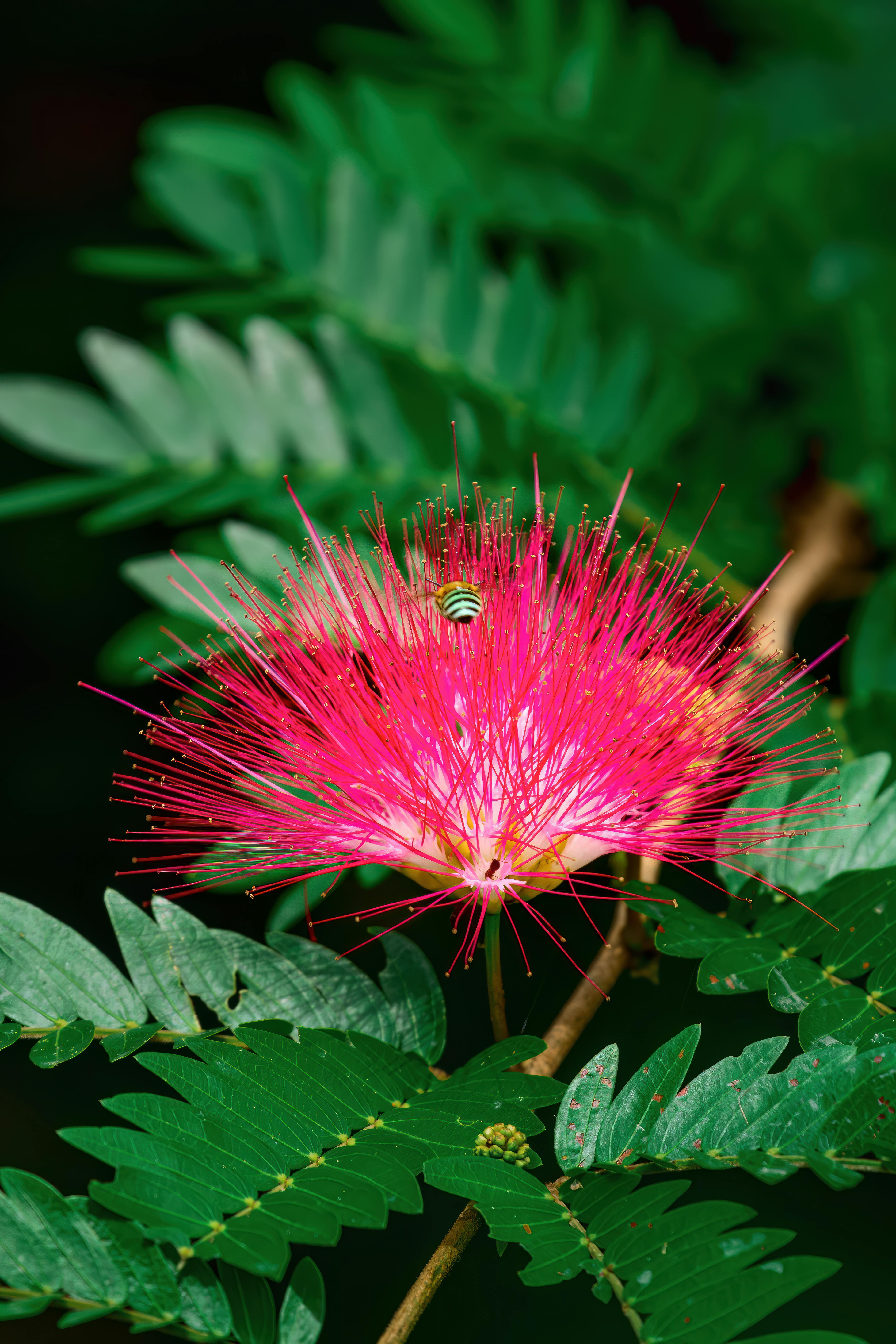 Calliandra Photos, Download The BEST Free Calliandra Stock Photos & HD ...
