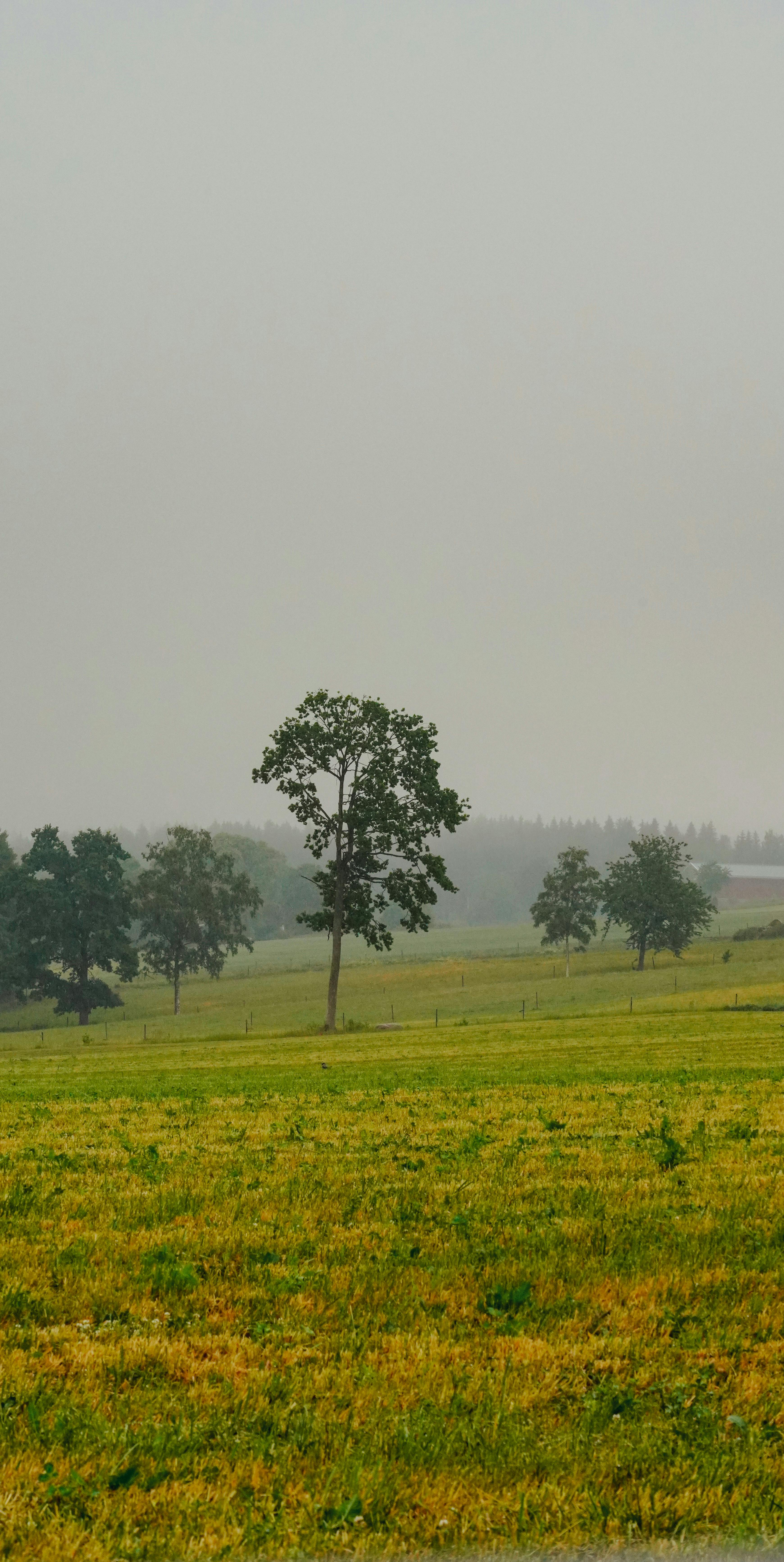 Green Grass Field With Trees during Foggy Day · Free Stock Photo