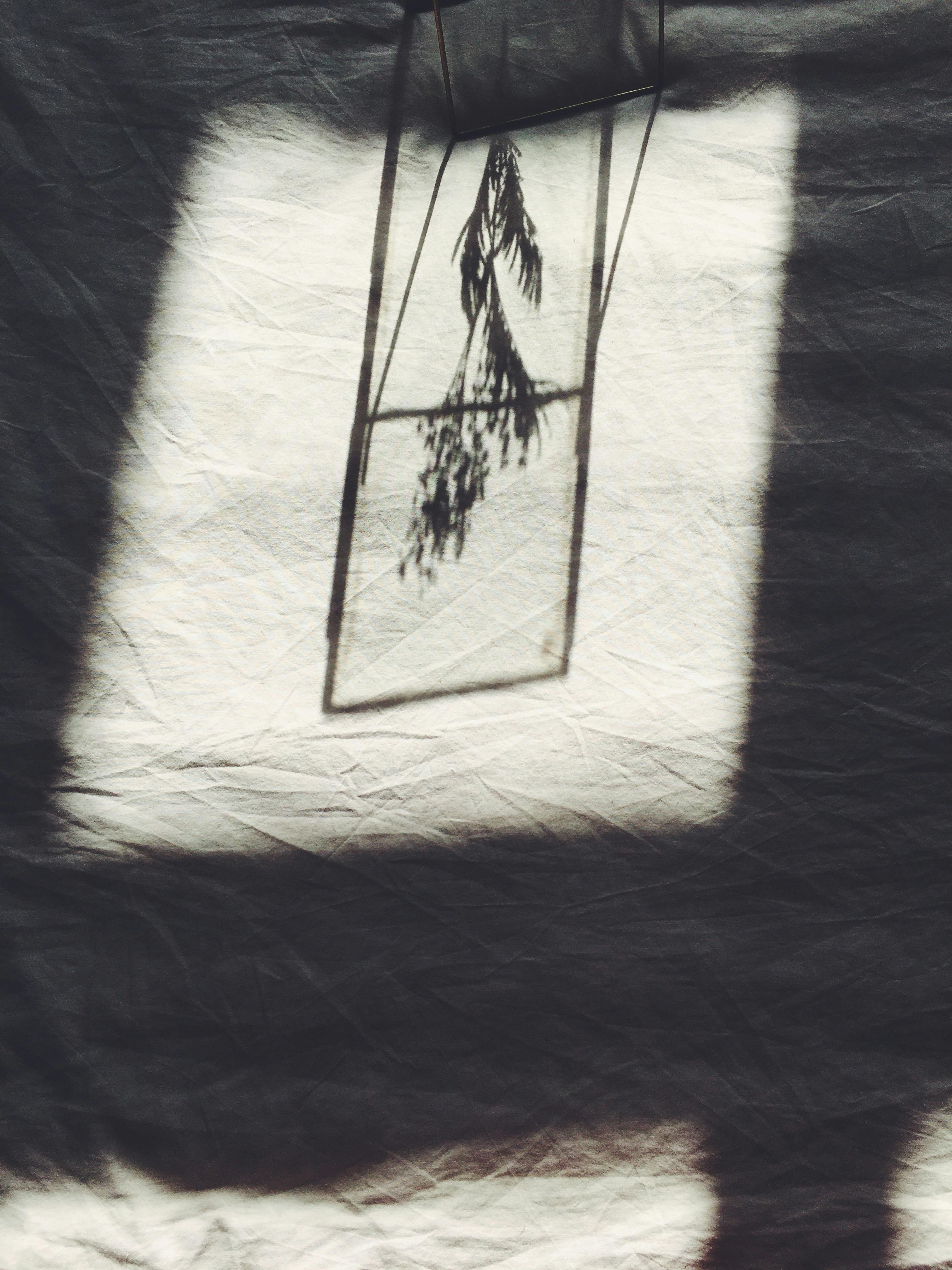 Shadow of Flower · Free Stock Photo