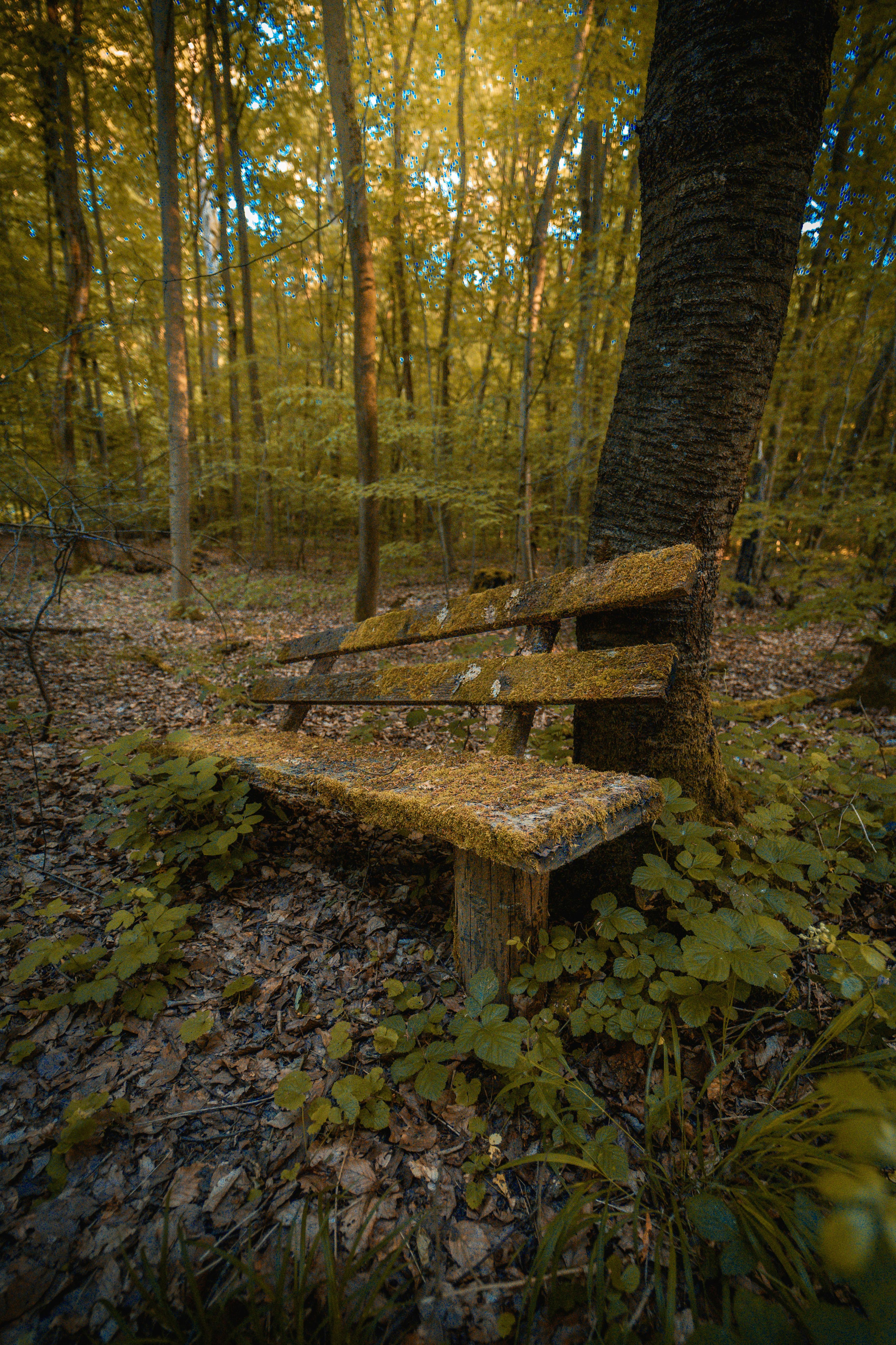 Wooden Bench Covered with Moss · Free Stock Photo