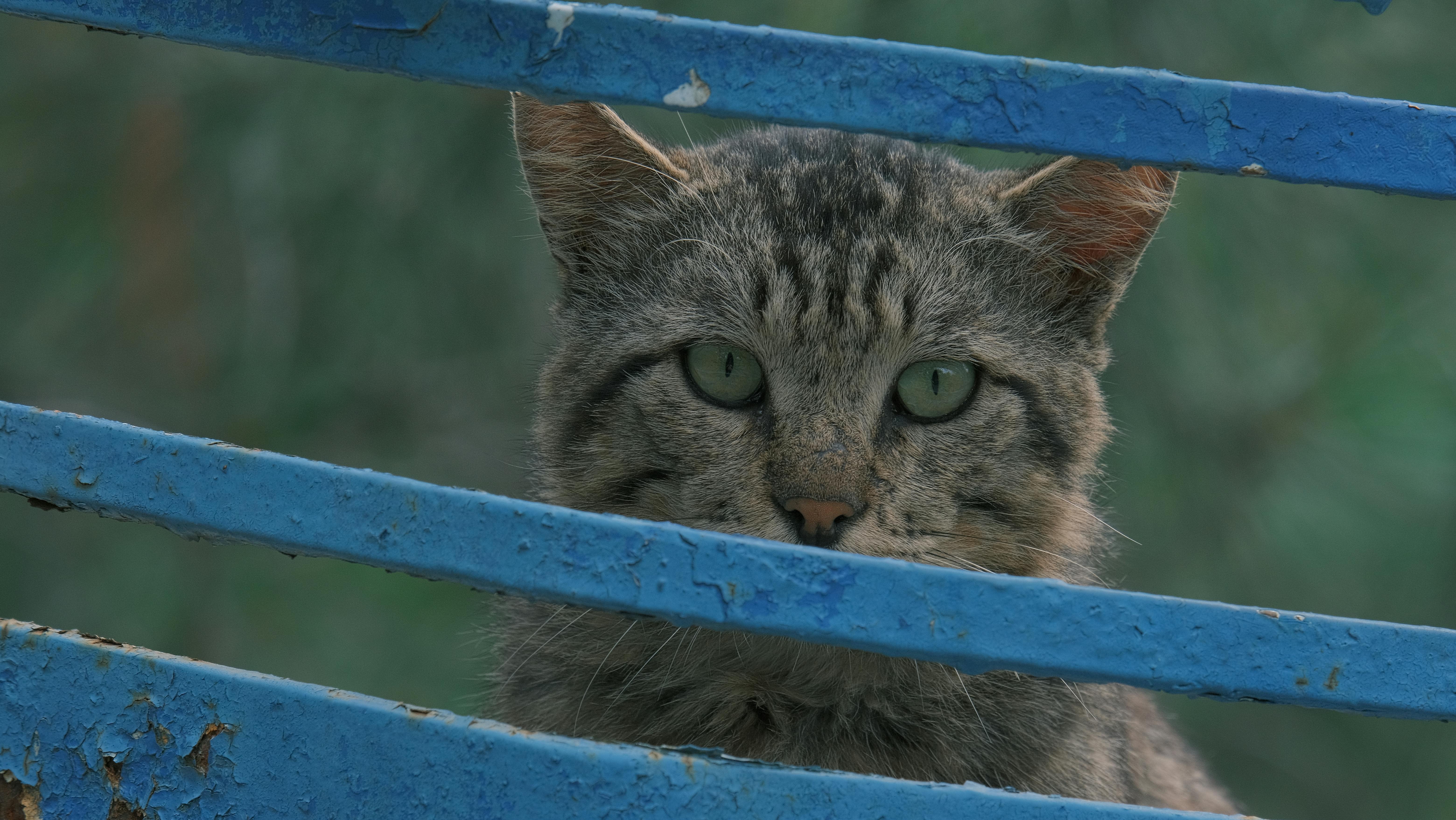 Tabby Street Cat Peeking through Weathered Blue Metal Structure · Free ...