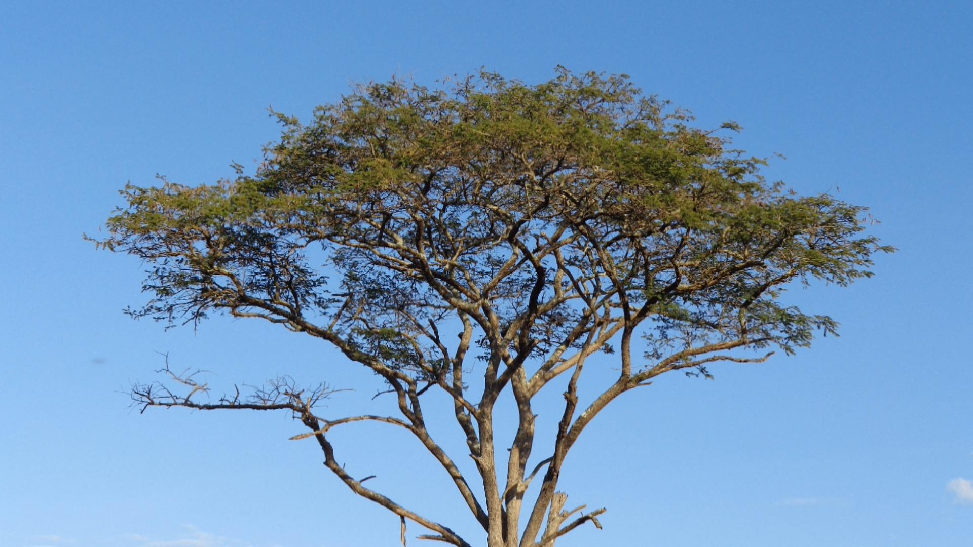 Free stock photo of africa, tree