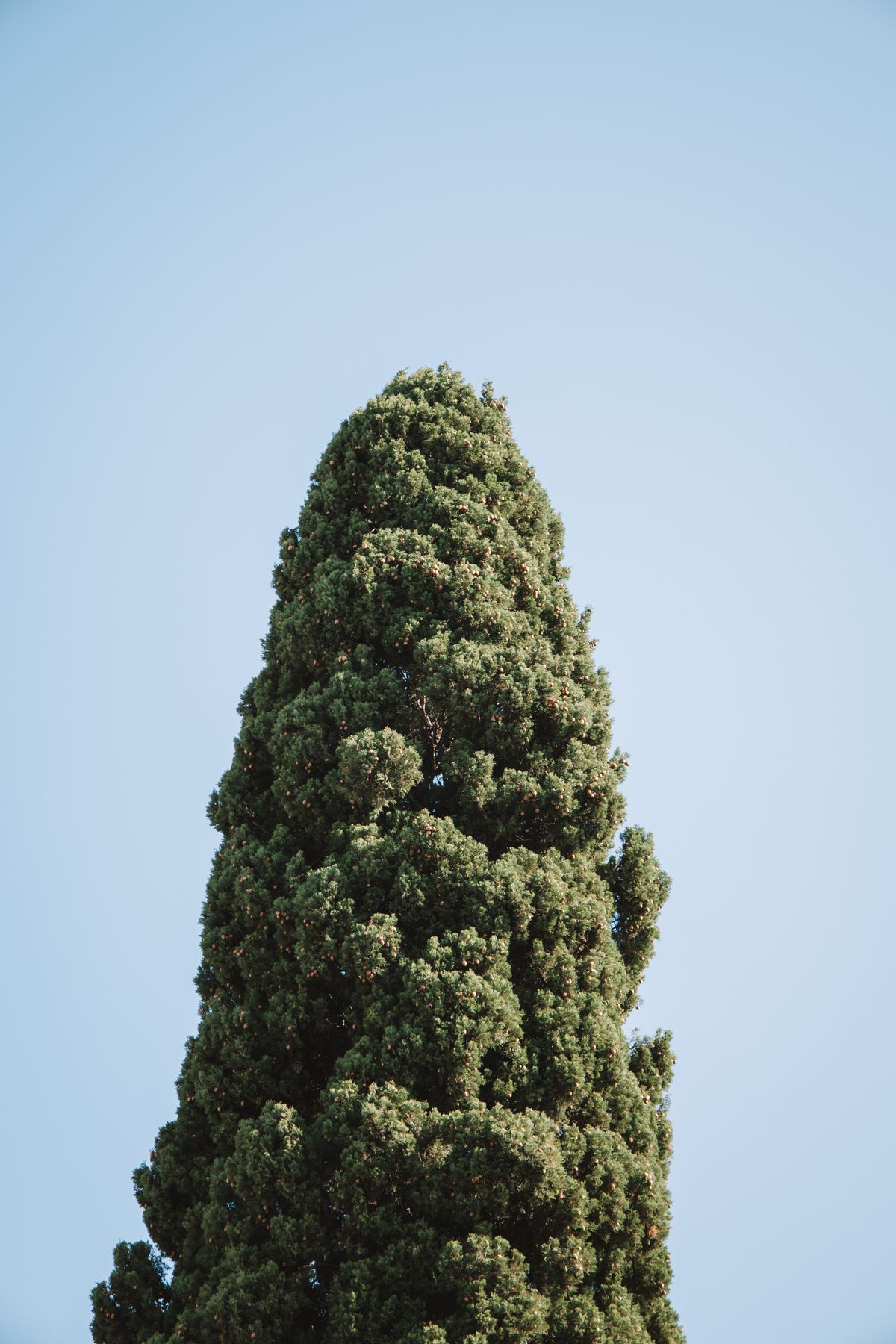 Mediterranean Cypress Photos, Download The BEST Free Mediterranean ...