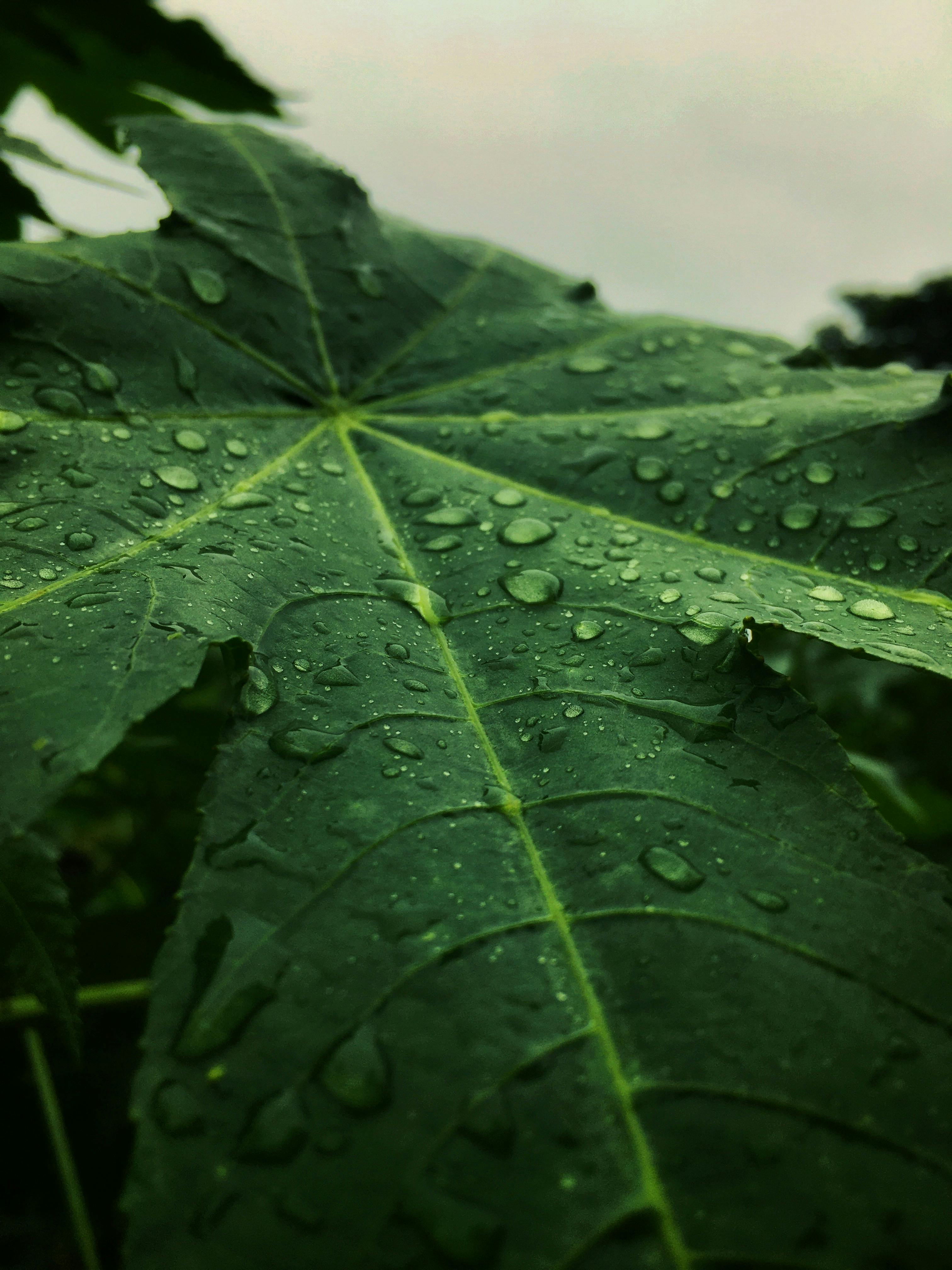 Rain Drop Hd Wallpaper Photos, Download The BEST Free Rain Drop Hd ...