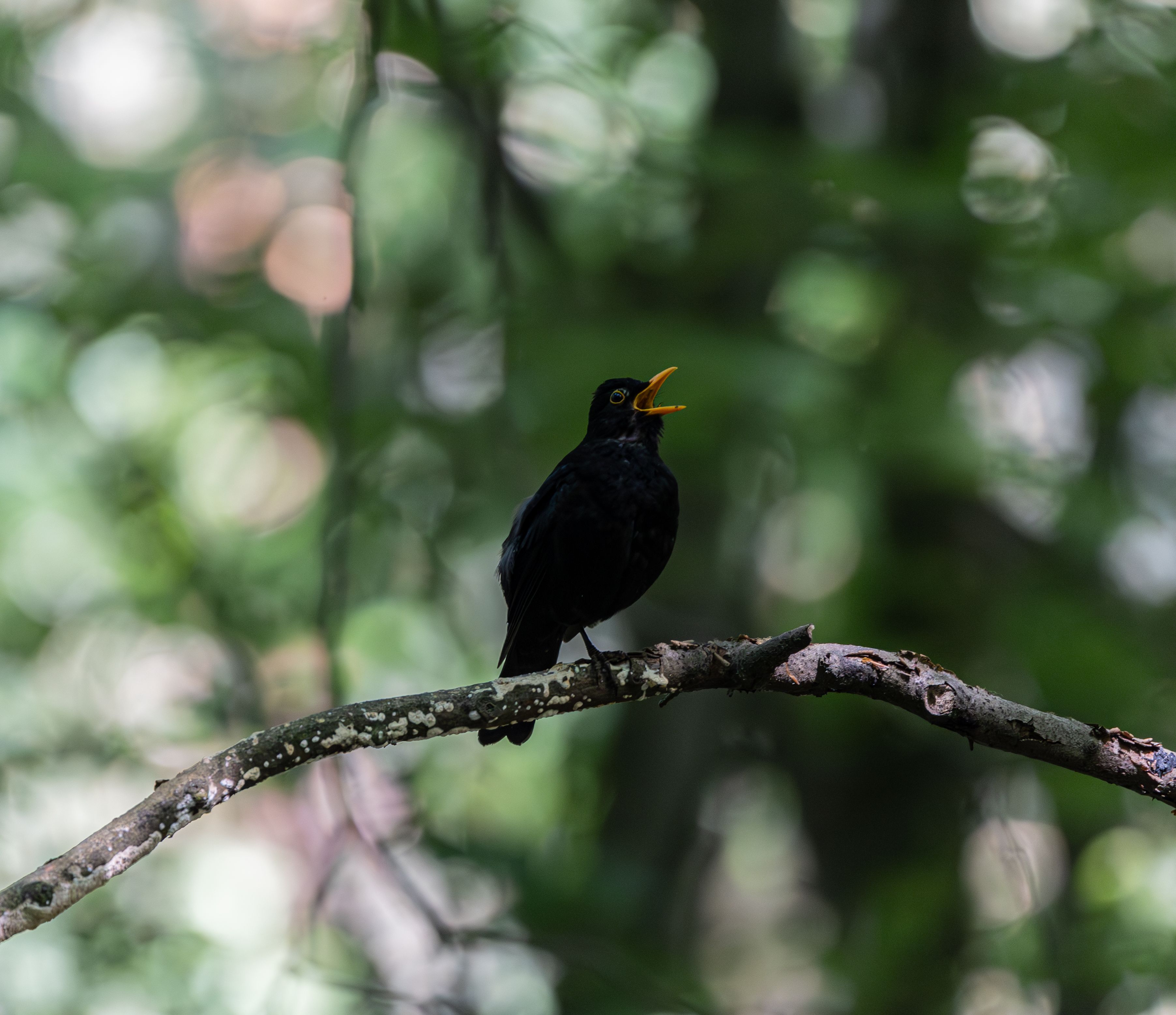 Blackbird Wallpaper Photos, Download The BEST Free Blackbird Wallpaper ...