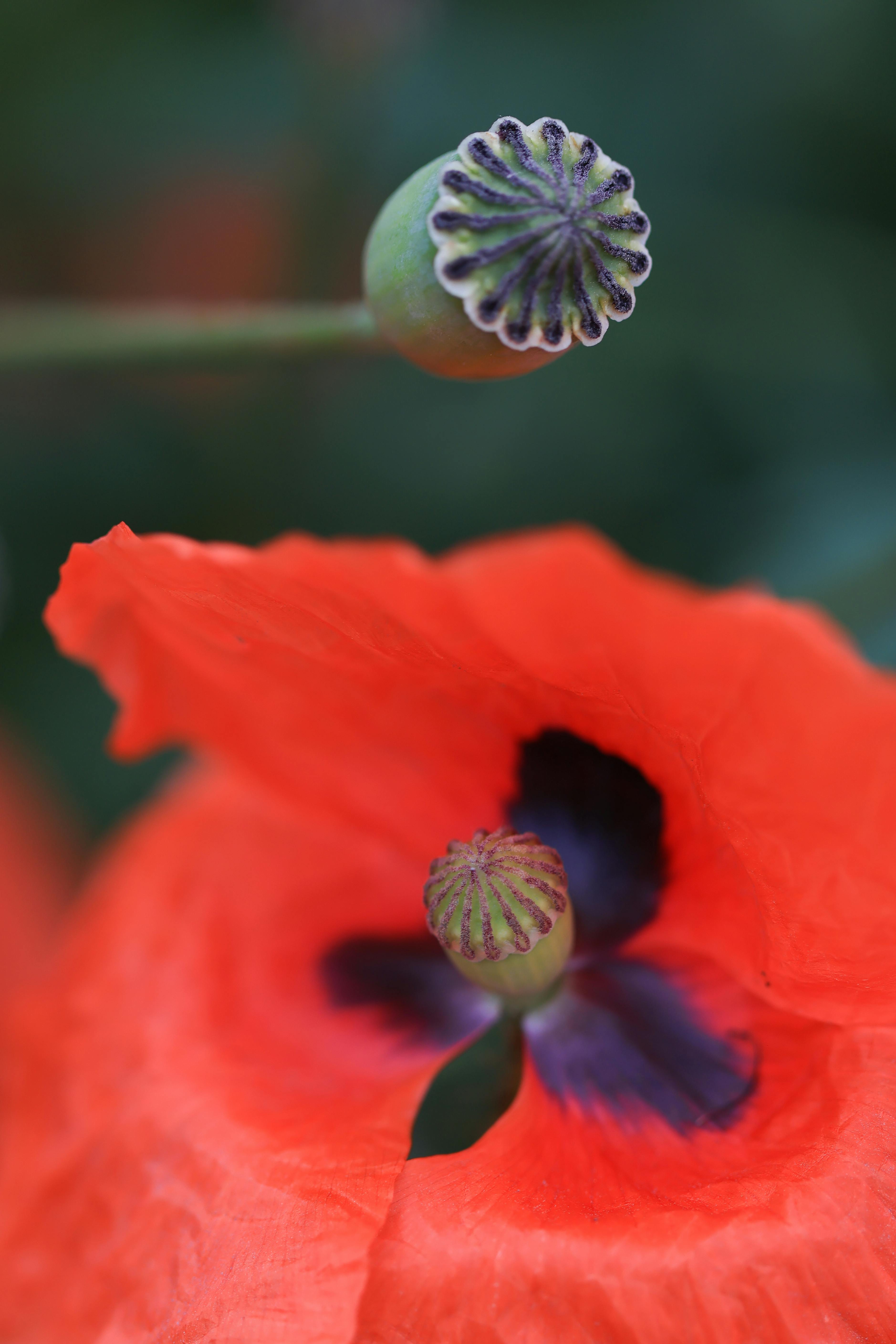 Imagine de stoc gratuită cu a închide, armonie, botanic, botanică ...