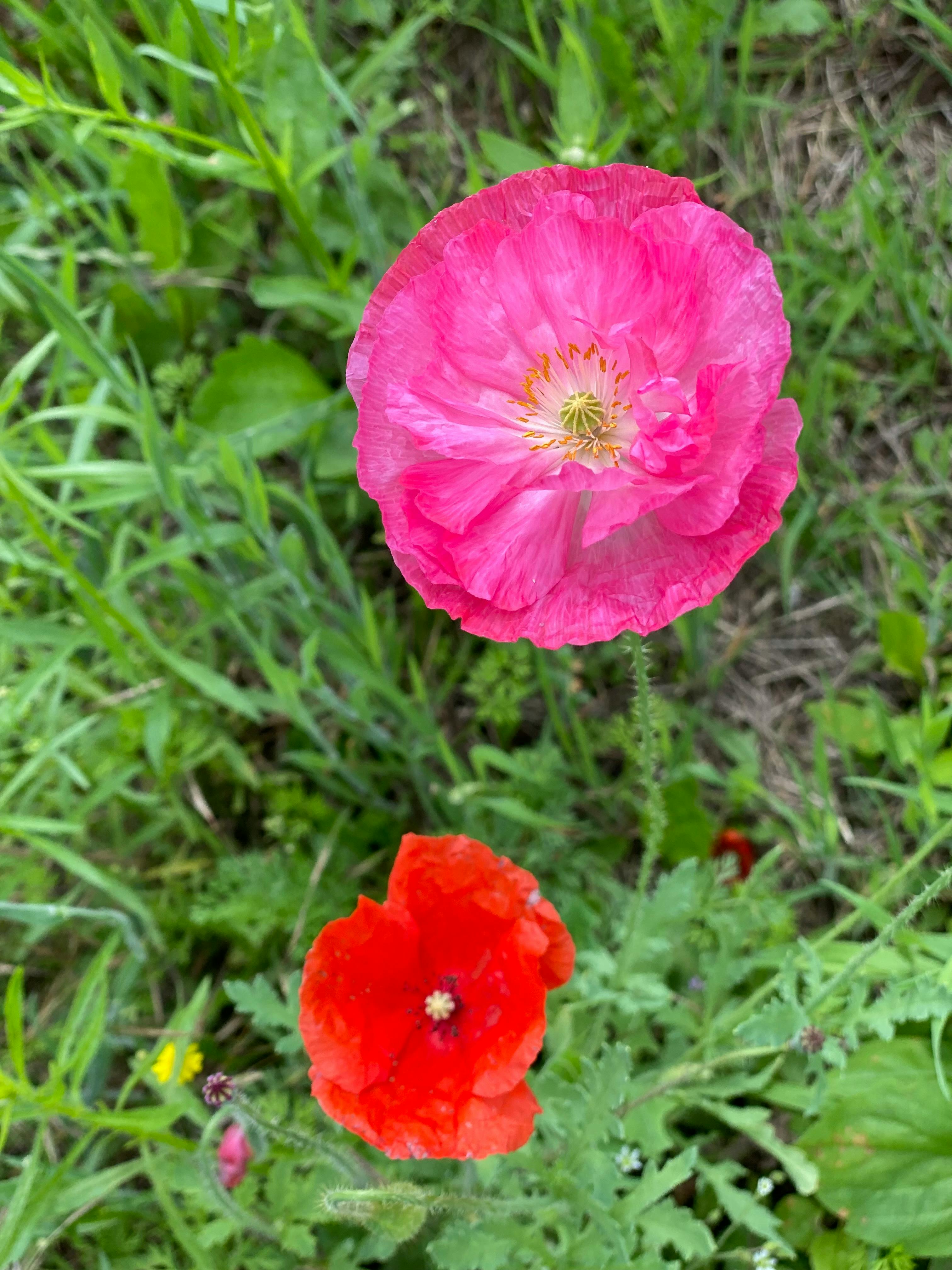 Close up of an Opium Poppy · Free Stock Photo