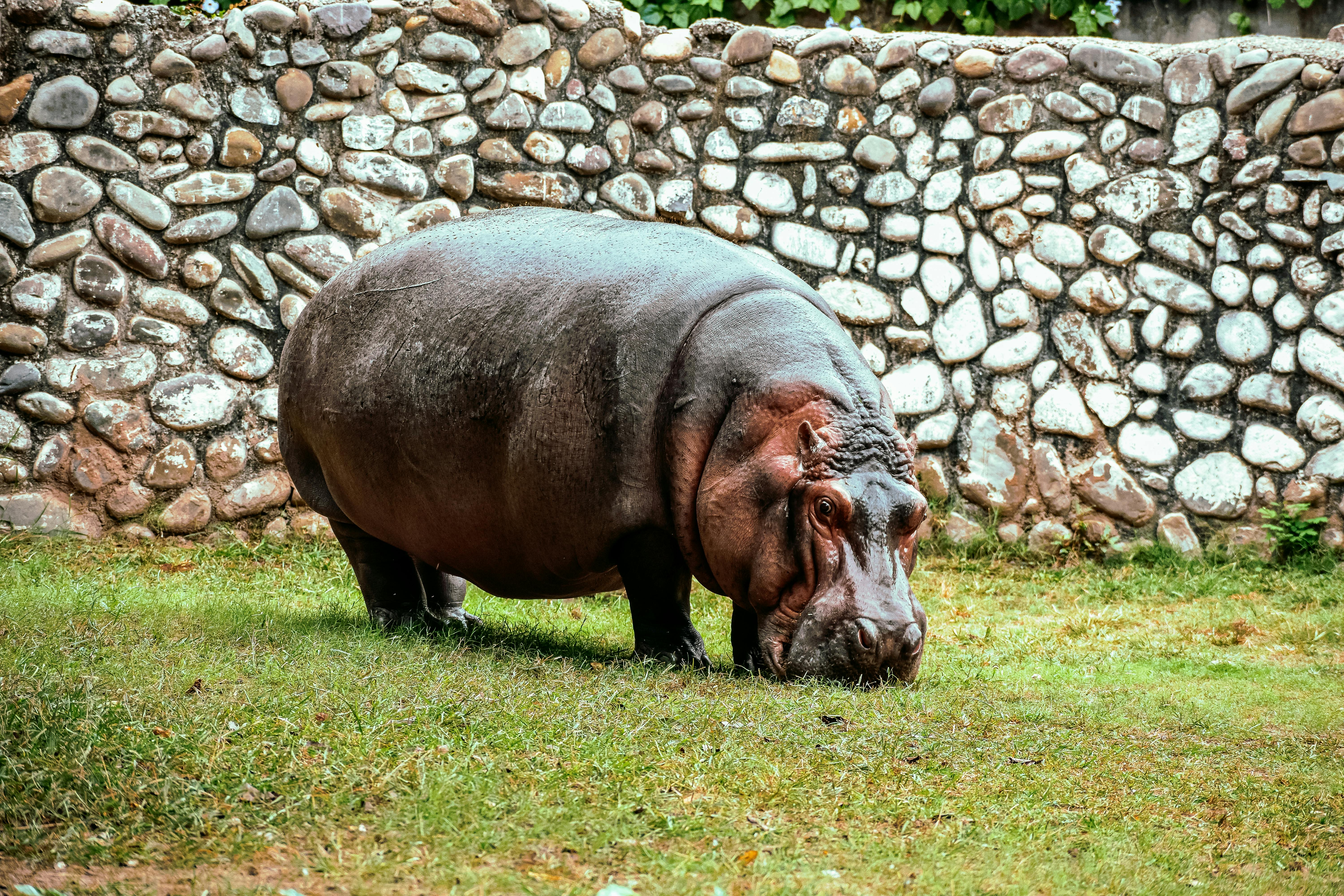 Black Hippopotamus Laying on Ground during Daytime · Free Stock Photo