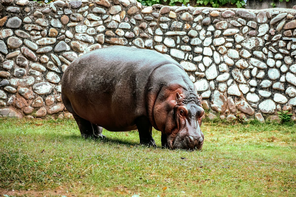 Hippo Photos, Download The BEST Free Hippo Stock Photos & HD Images