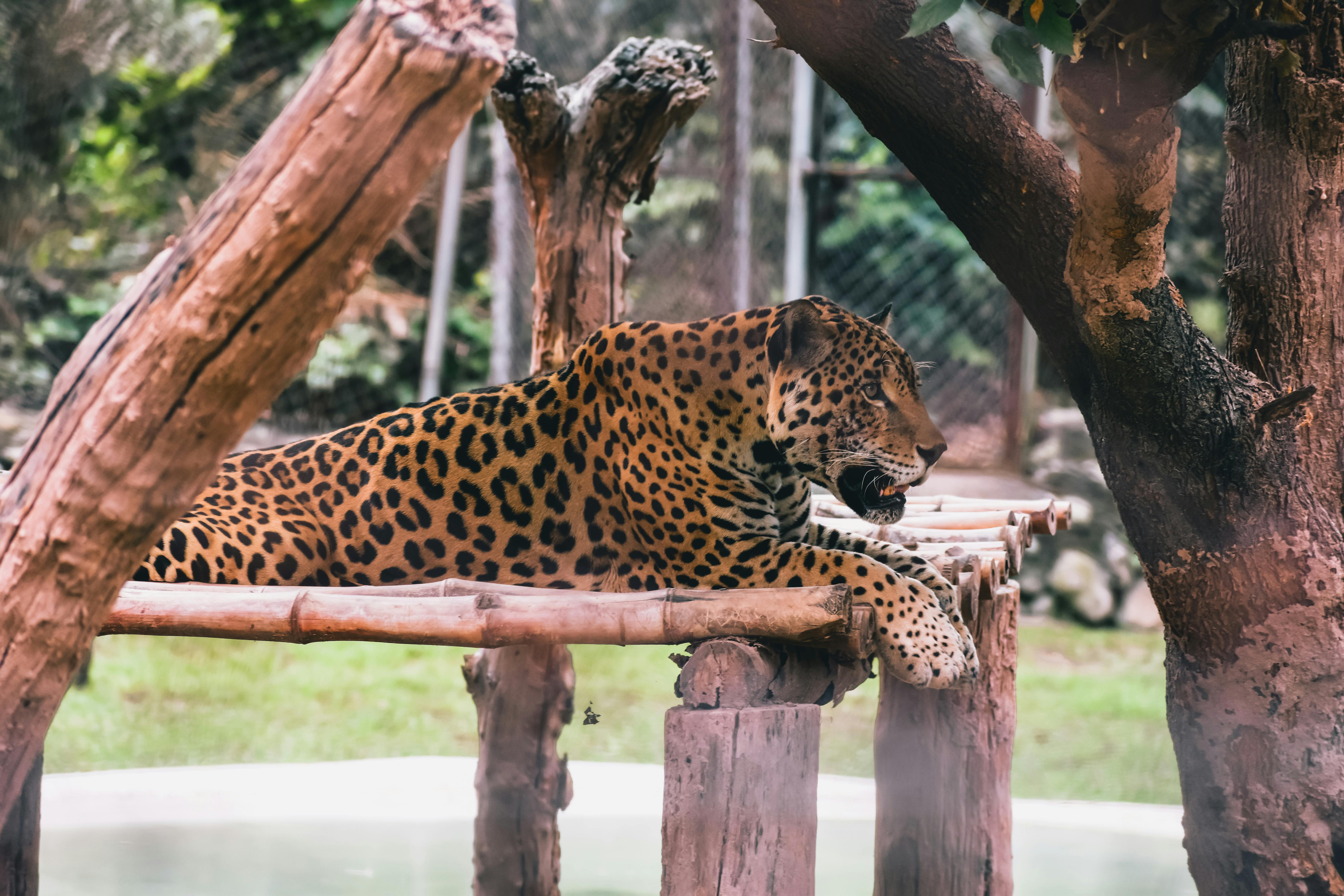 Jaguar Sitting on Wooden Platform in Zoo Enclosure · Free Stock Photo
