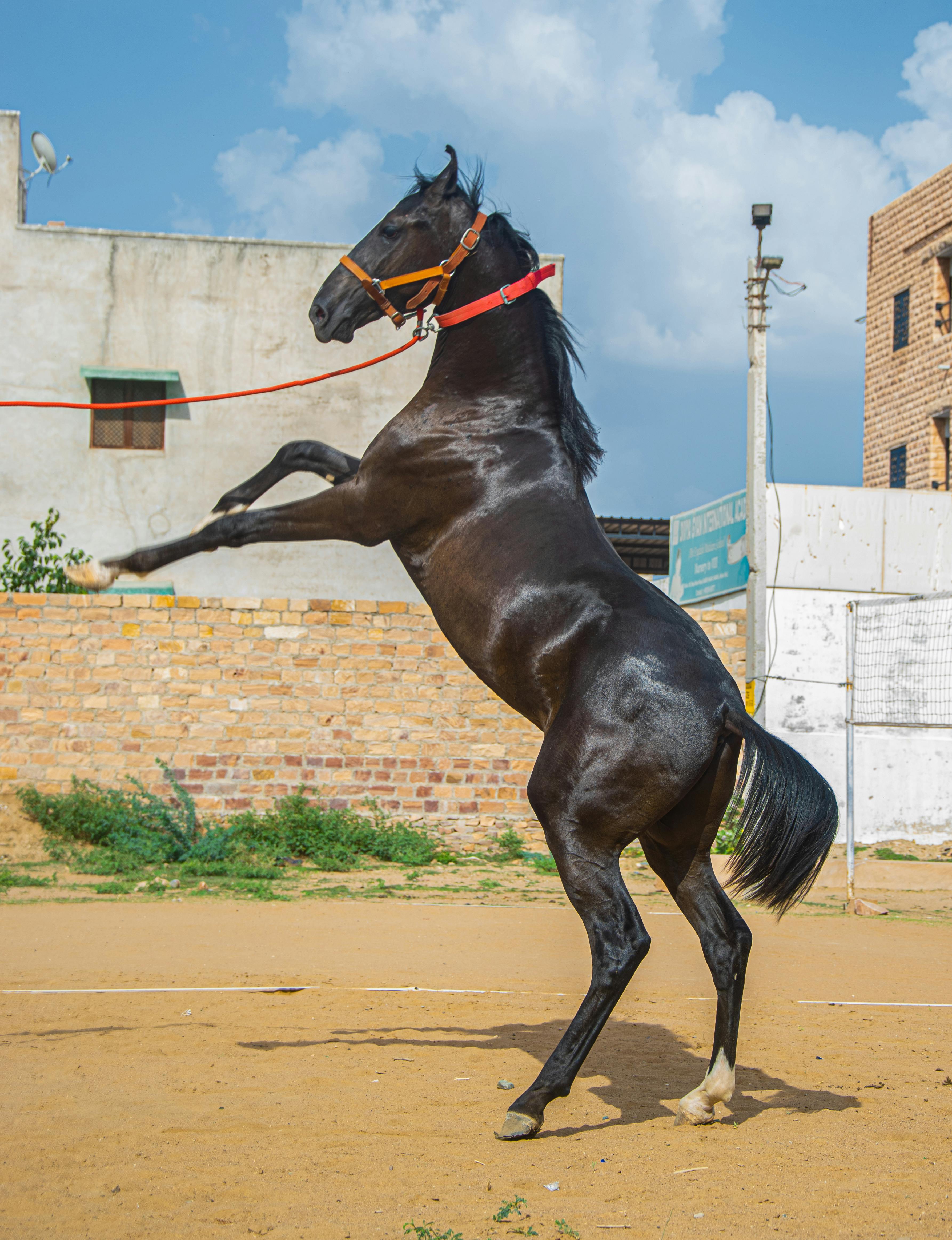 A Black Horse Rearing on the Paddock · Free Stock Photo