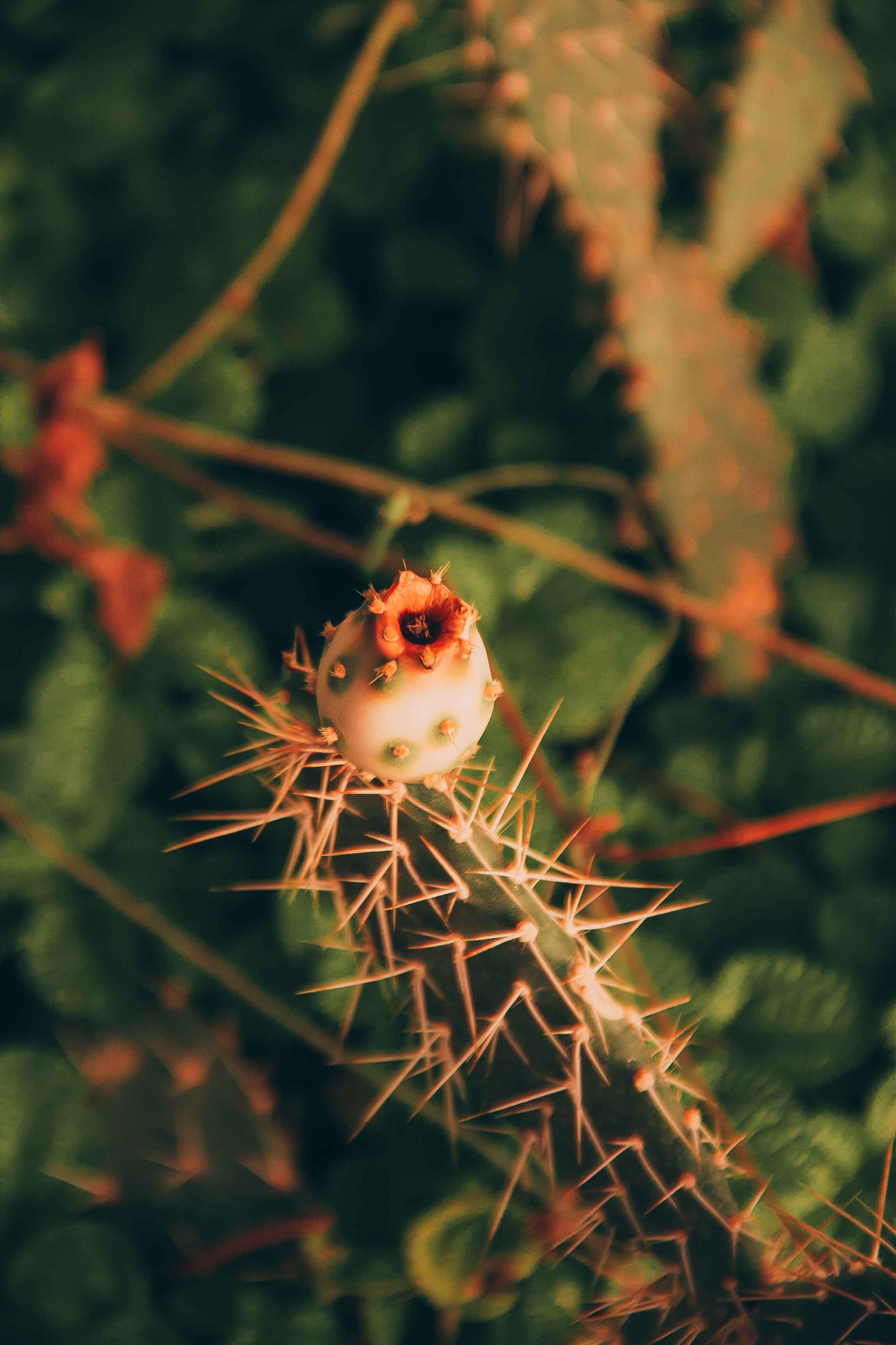 Close up of a Cactus · Free Stock Photo