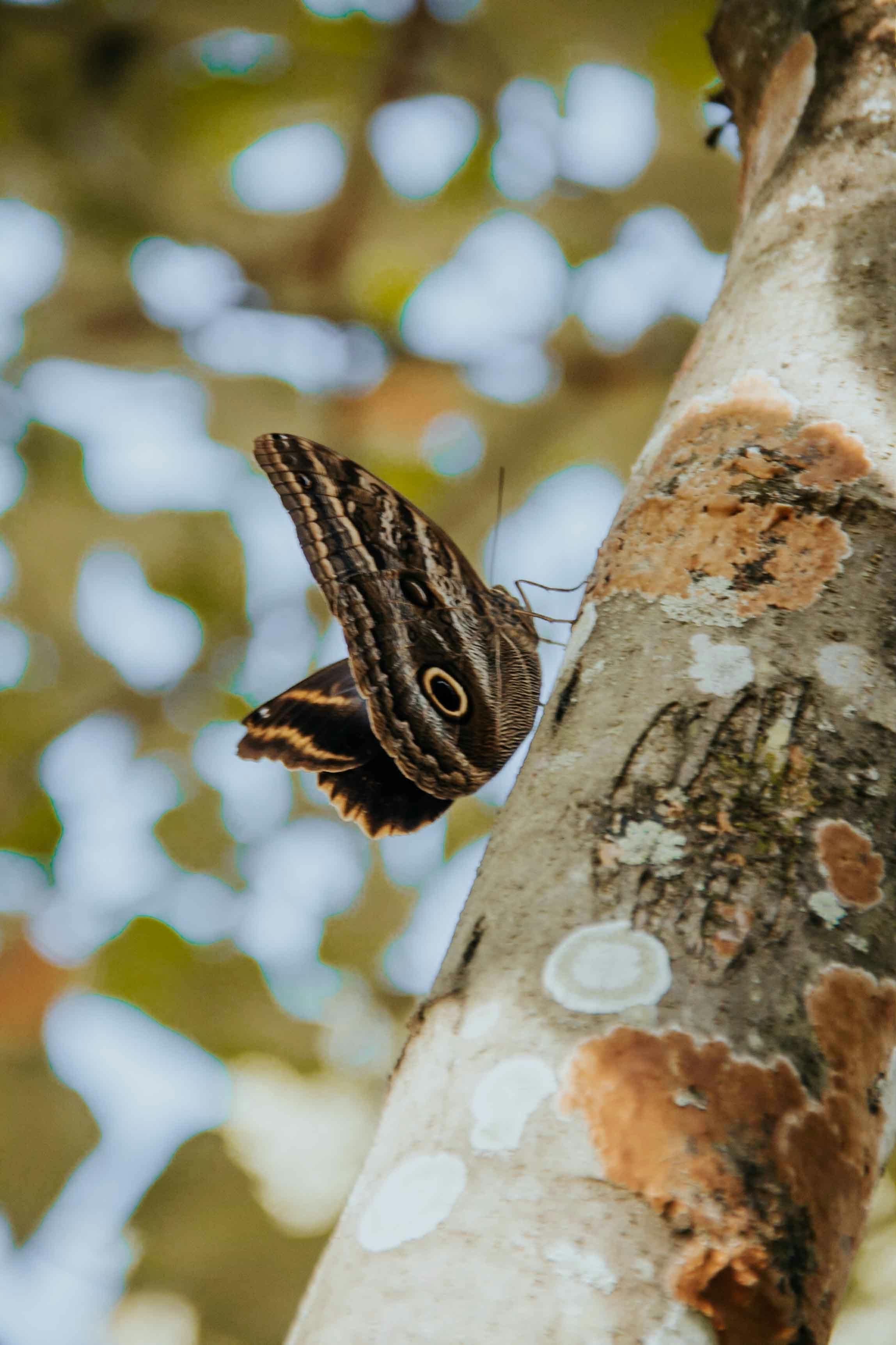 Close up of a Butterfly on a Tree · Free Stock Photo