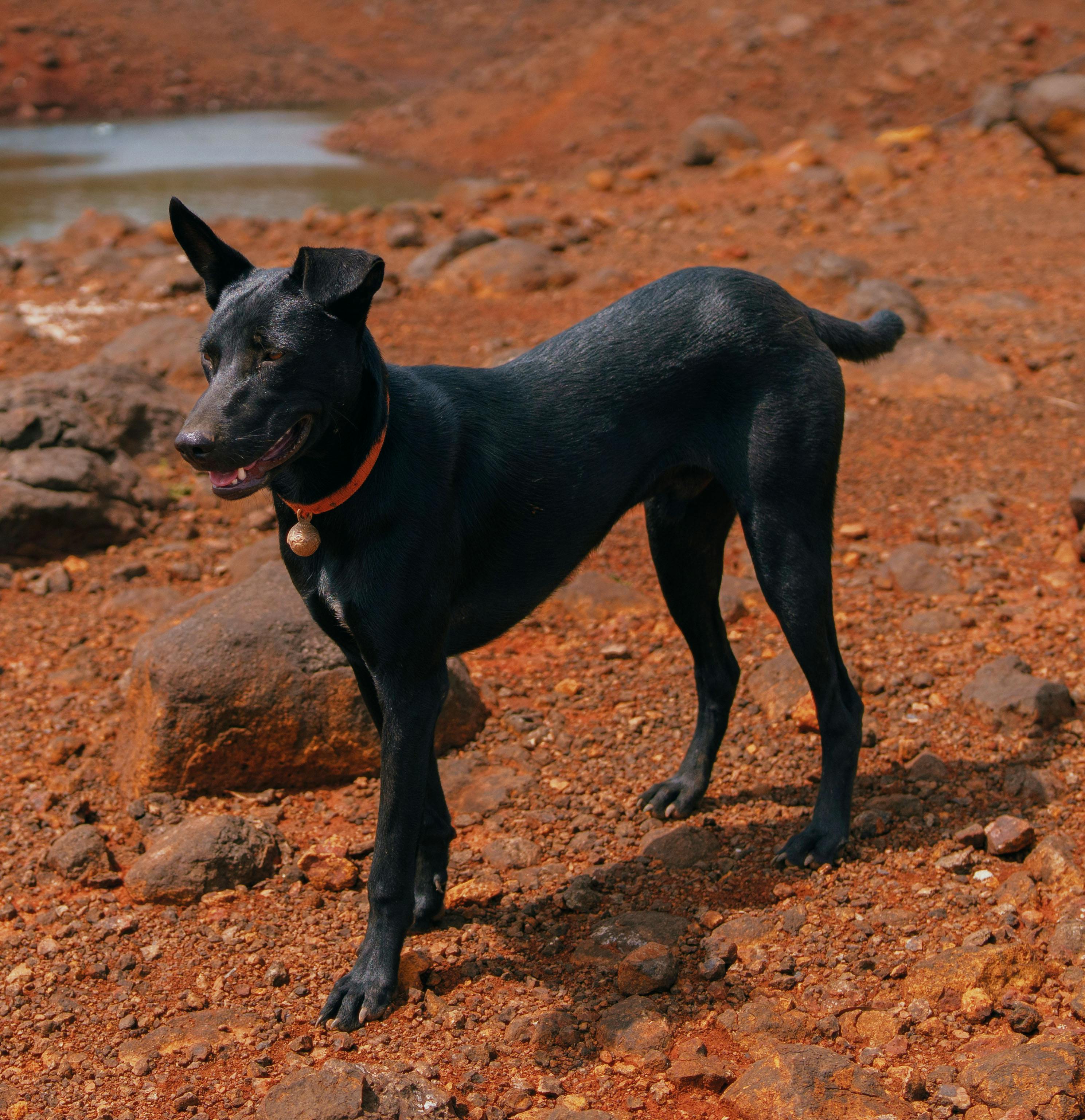 Photo gratuite de alerte, amical, animal de compagnie, animal ...