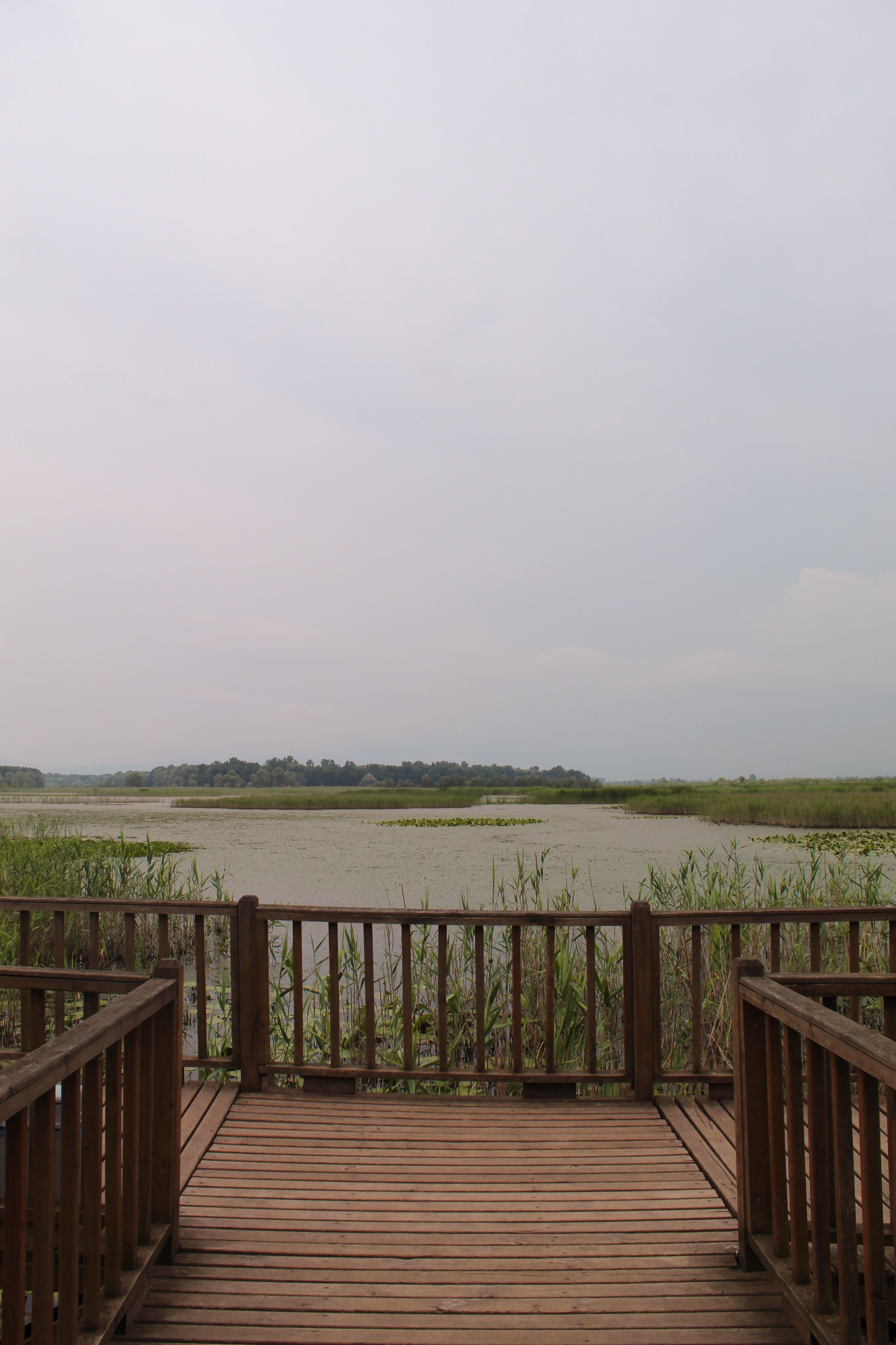 Wooden Jetty Over the Lake Overgrown with Rushes · Free Stock Photo