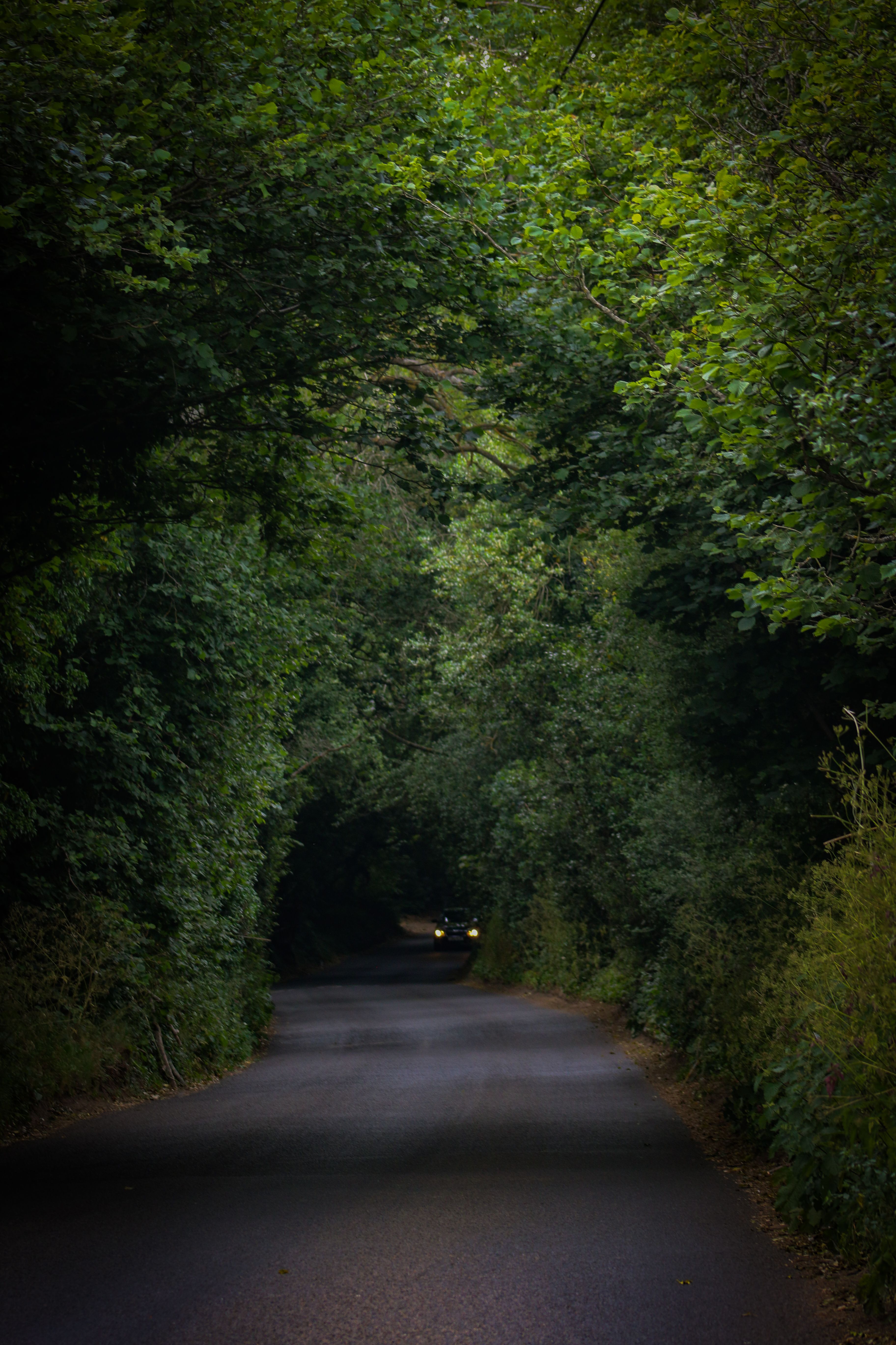 Fantasy Deciduous Forest · Free Stock Photo