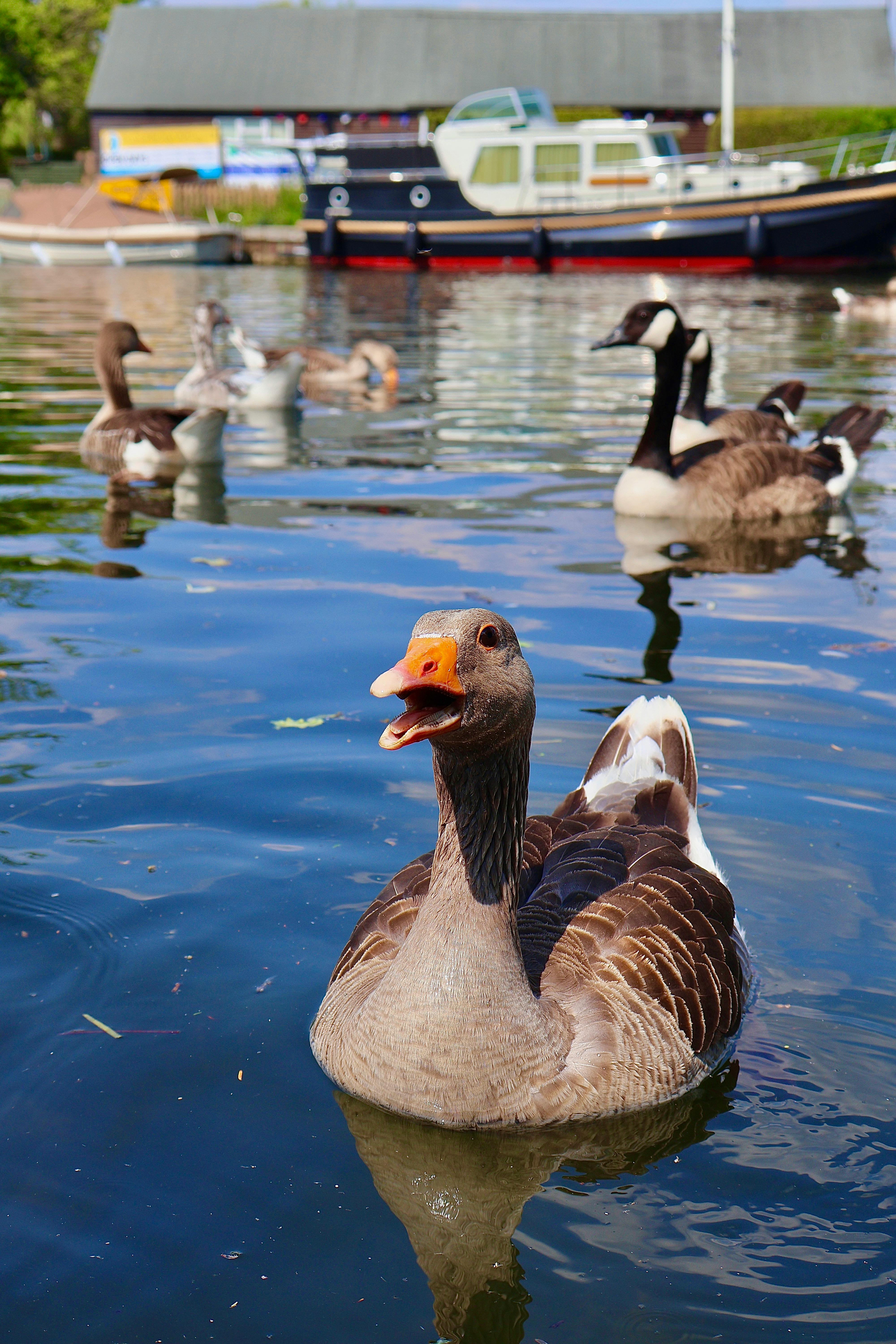 Goose on Lake · Free Stock Photo
