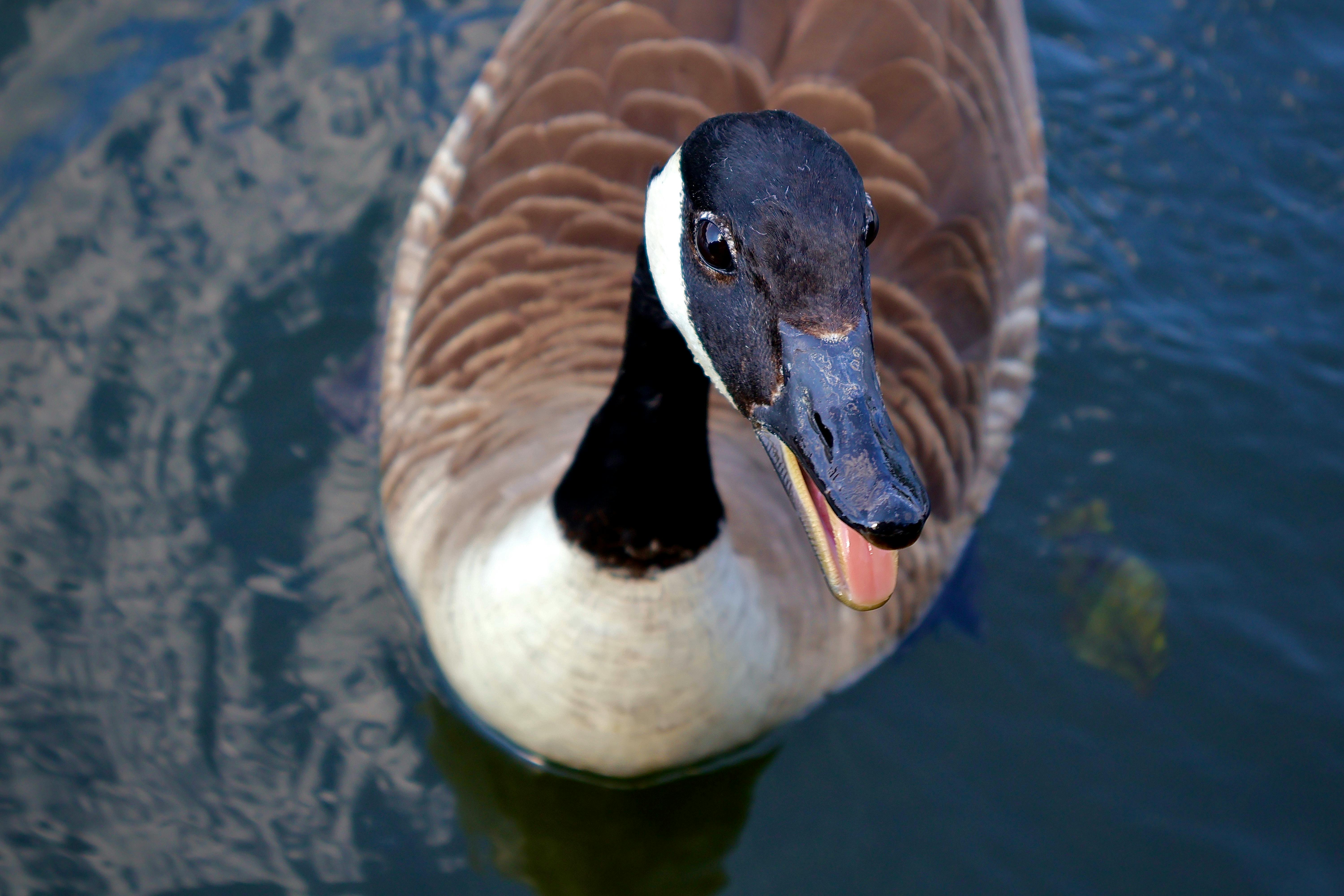 Close-up of a Canada Goose · Free Stock Photo