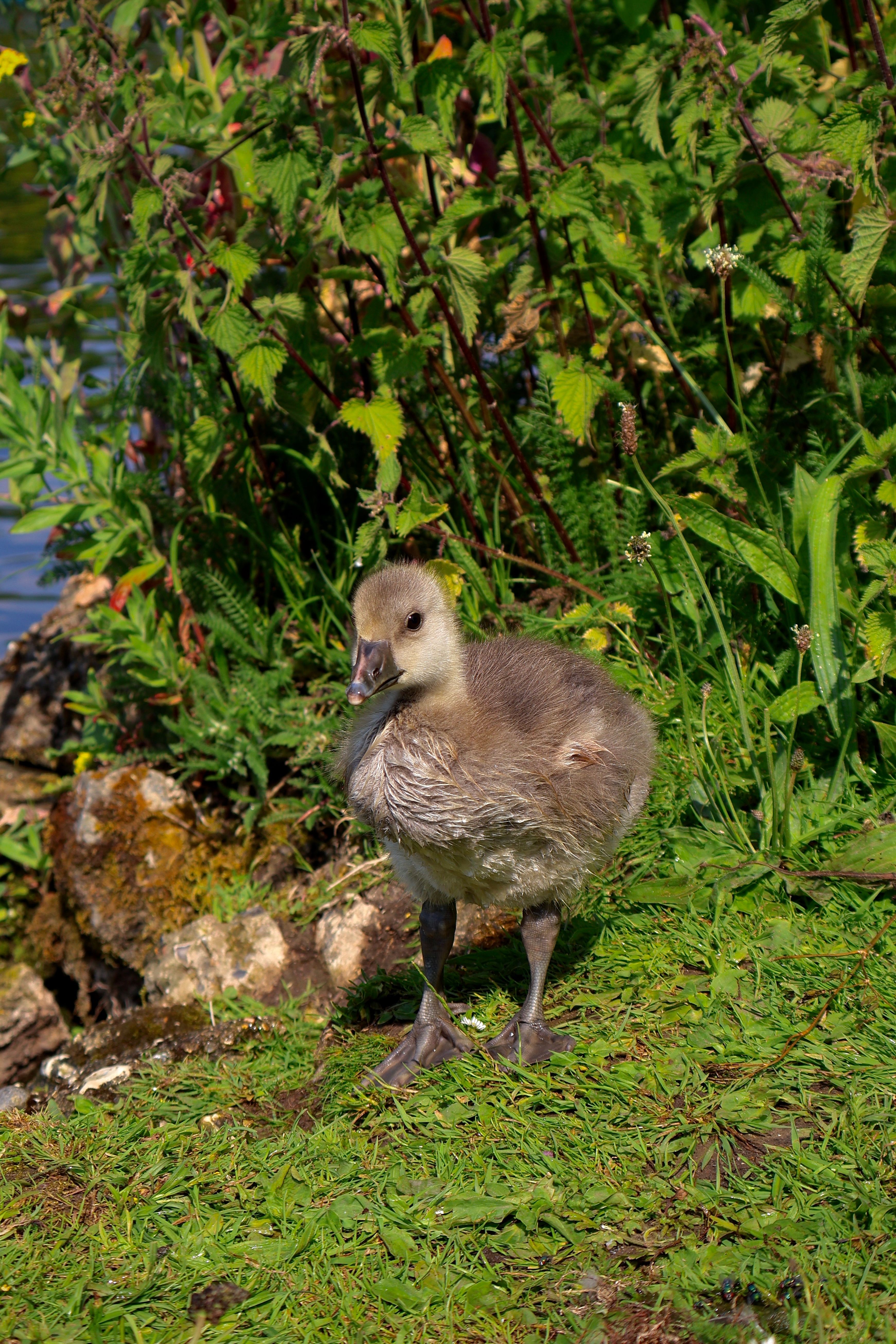 Gosling Wallpaper Photos, Download The BEST Free Gosling Wallpaper ...