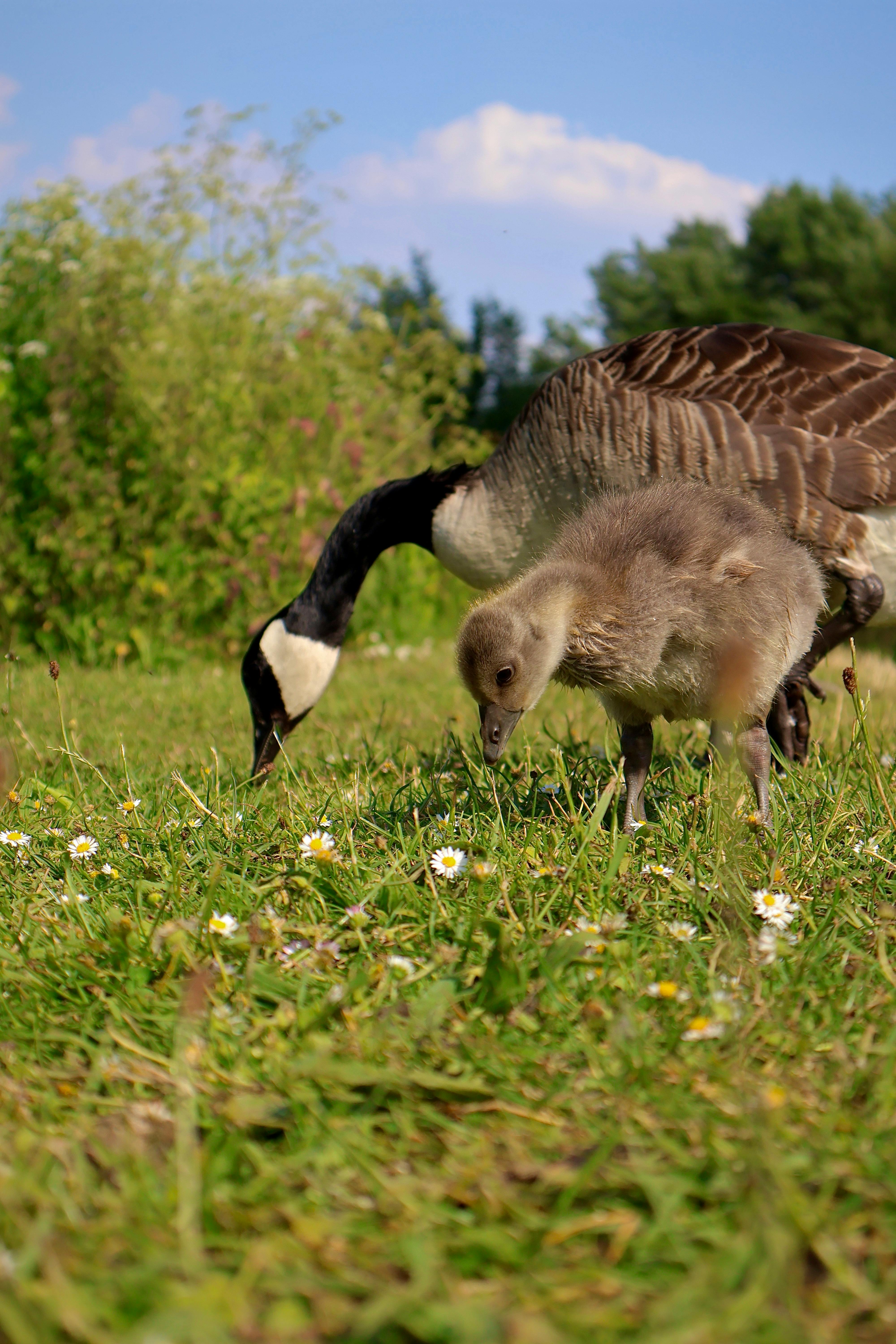 Goose and Gosling · Free Stock Photo