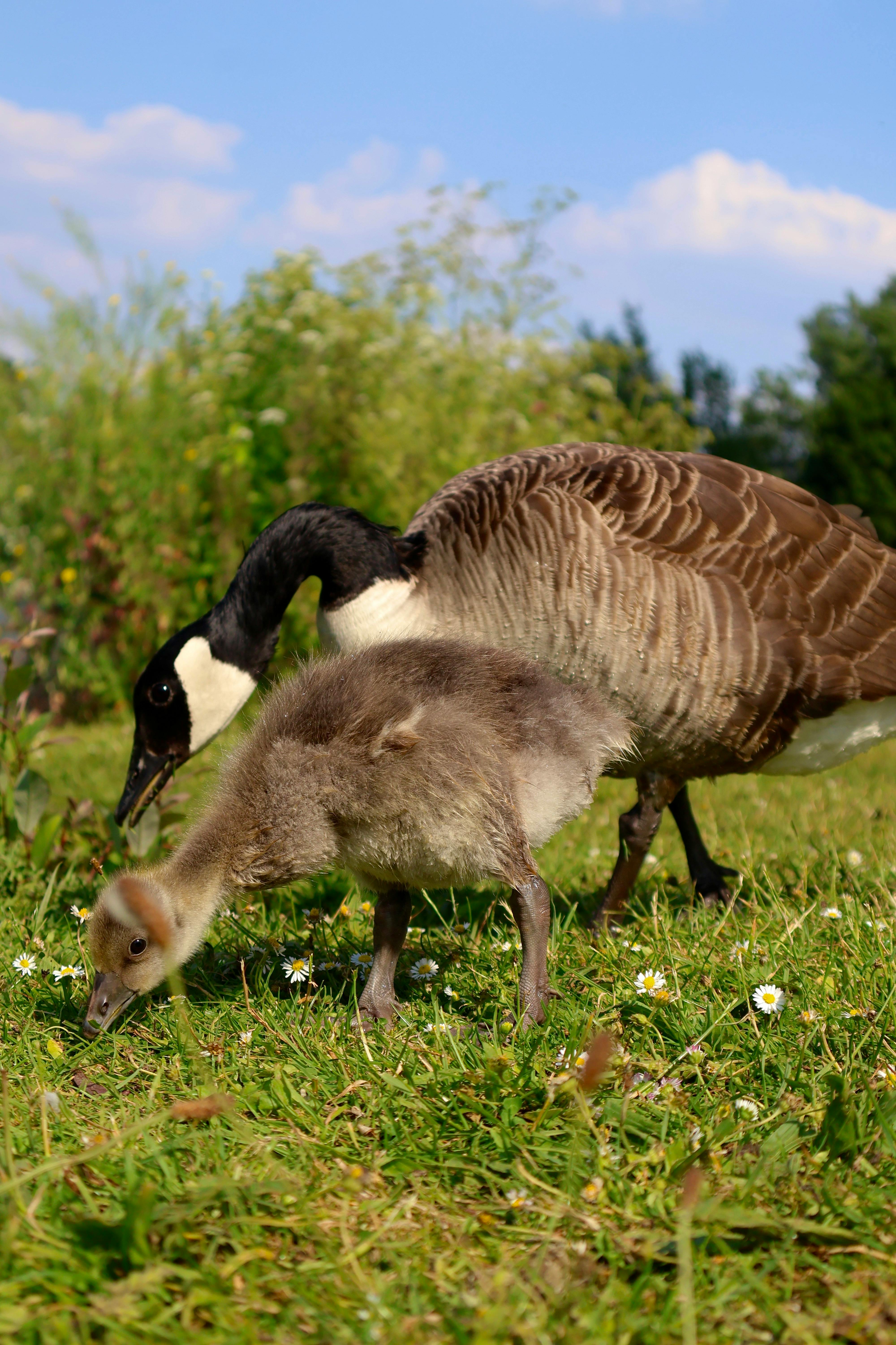 Motivera Farm Gras Photos, Download The BEST Free Motivera Farm Gras ...