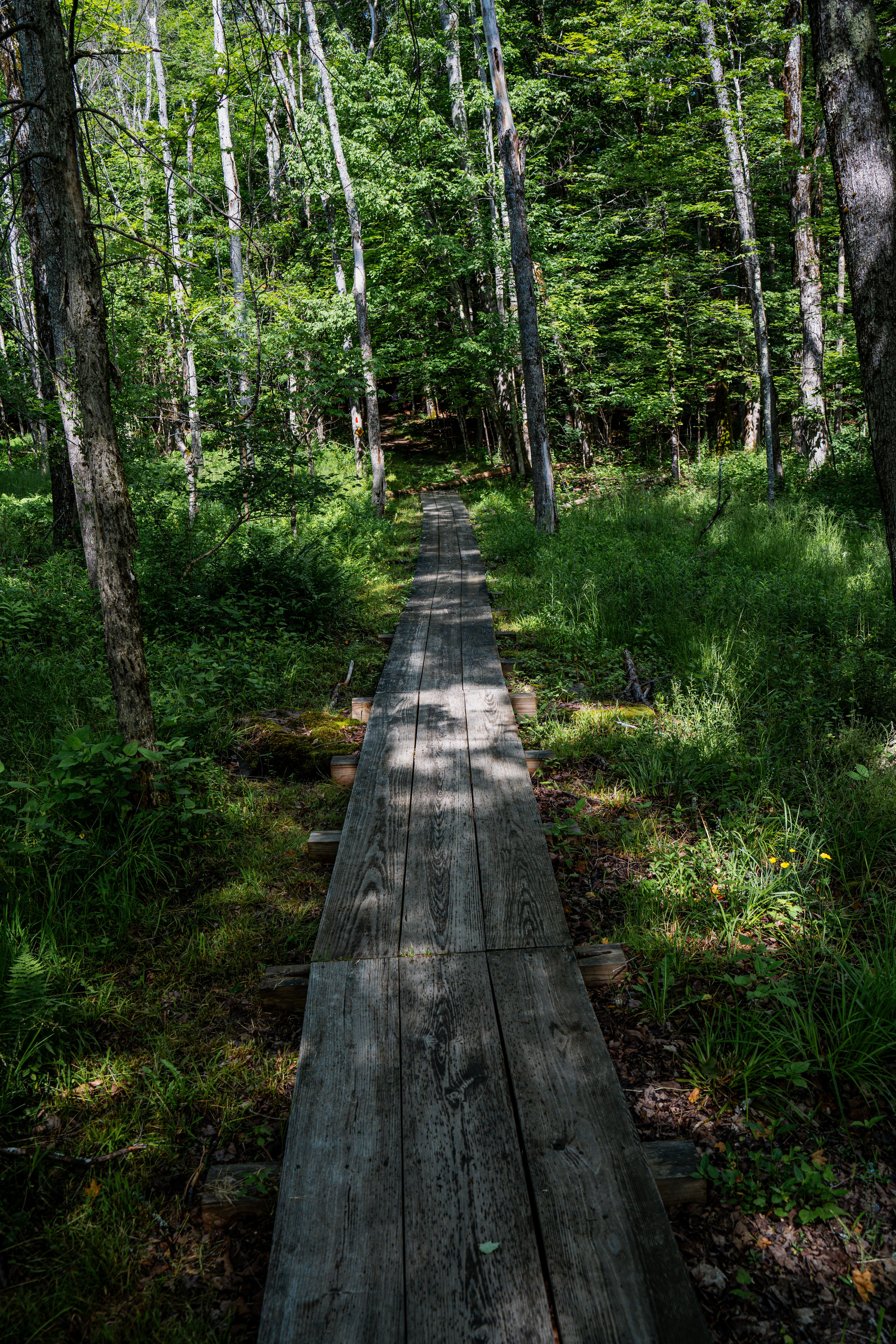 Slatted Wood Pathway Between Trees · Free Stock Photo