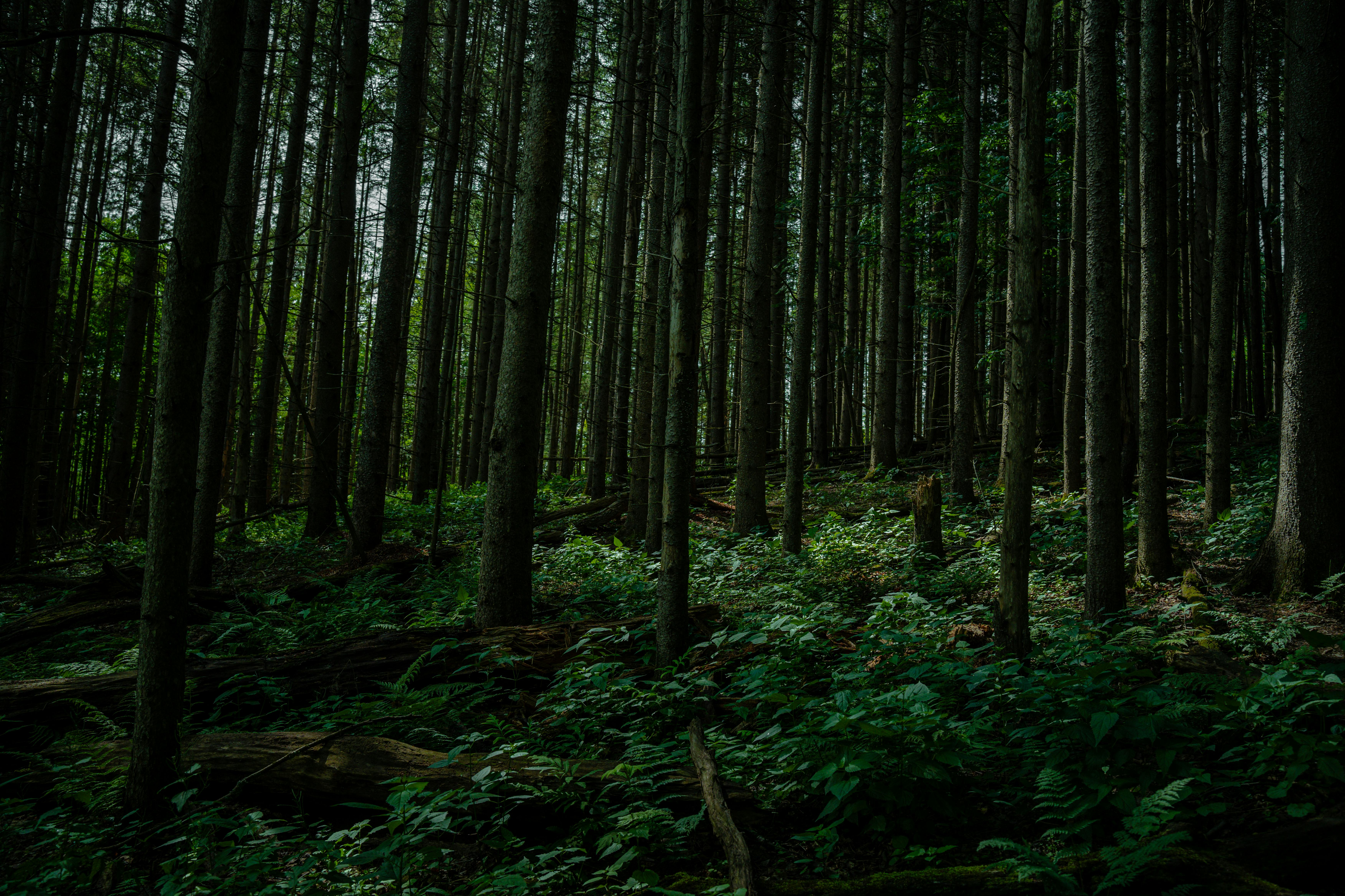 Dense Dark Forest · Free Stock Photo