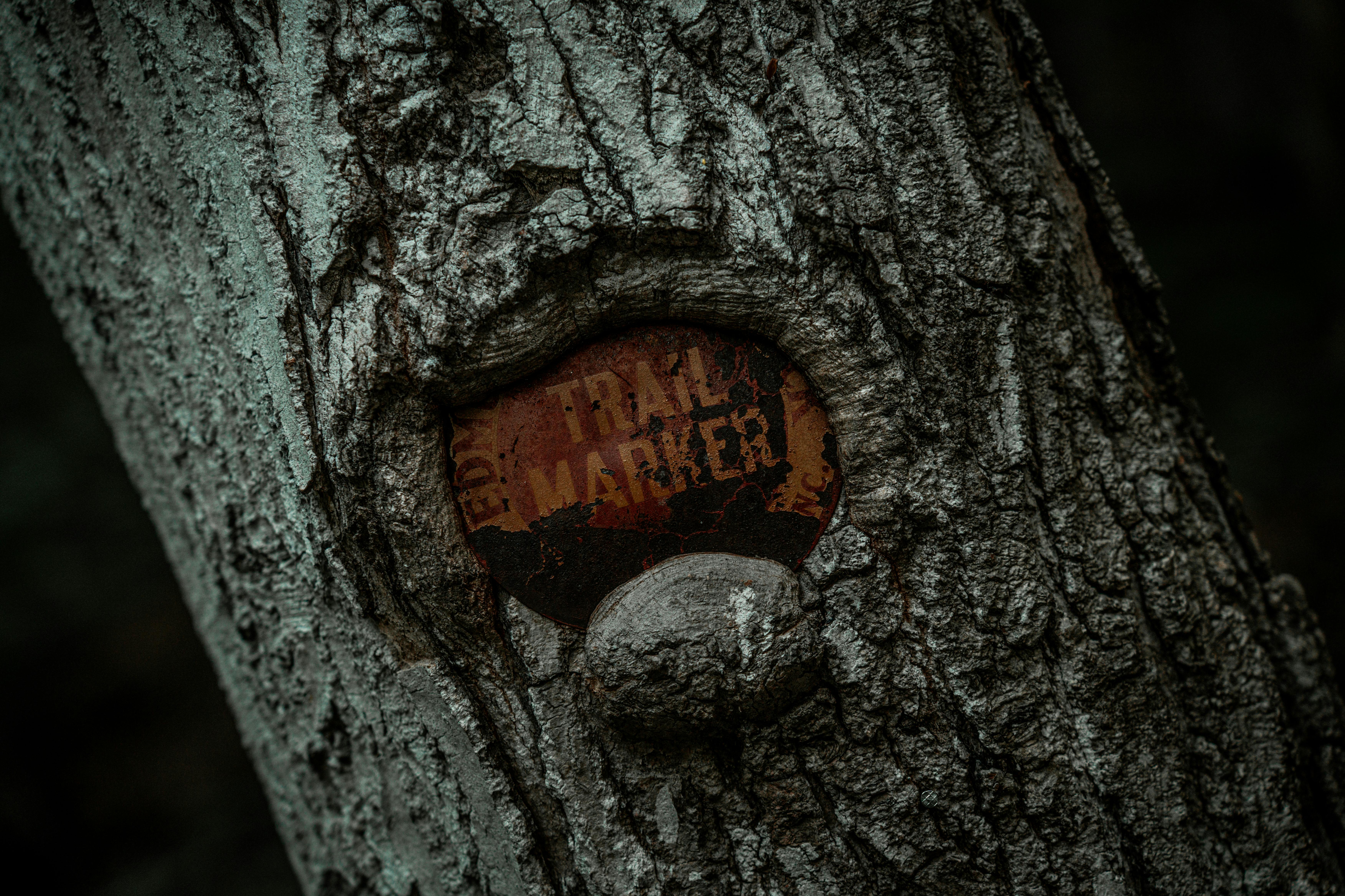 Trail Marker on Tree · Free Stock Photo