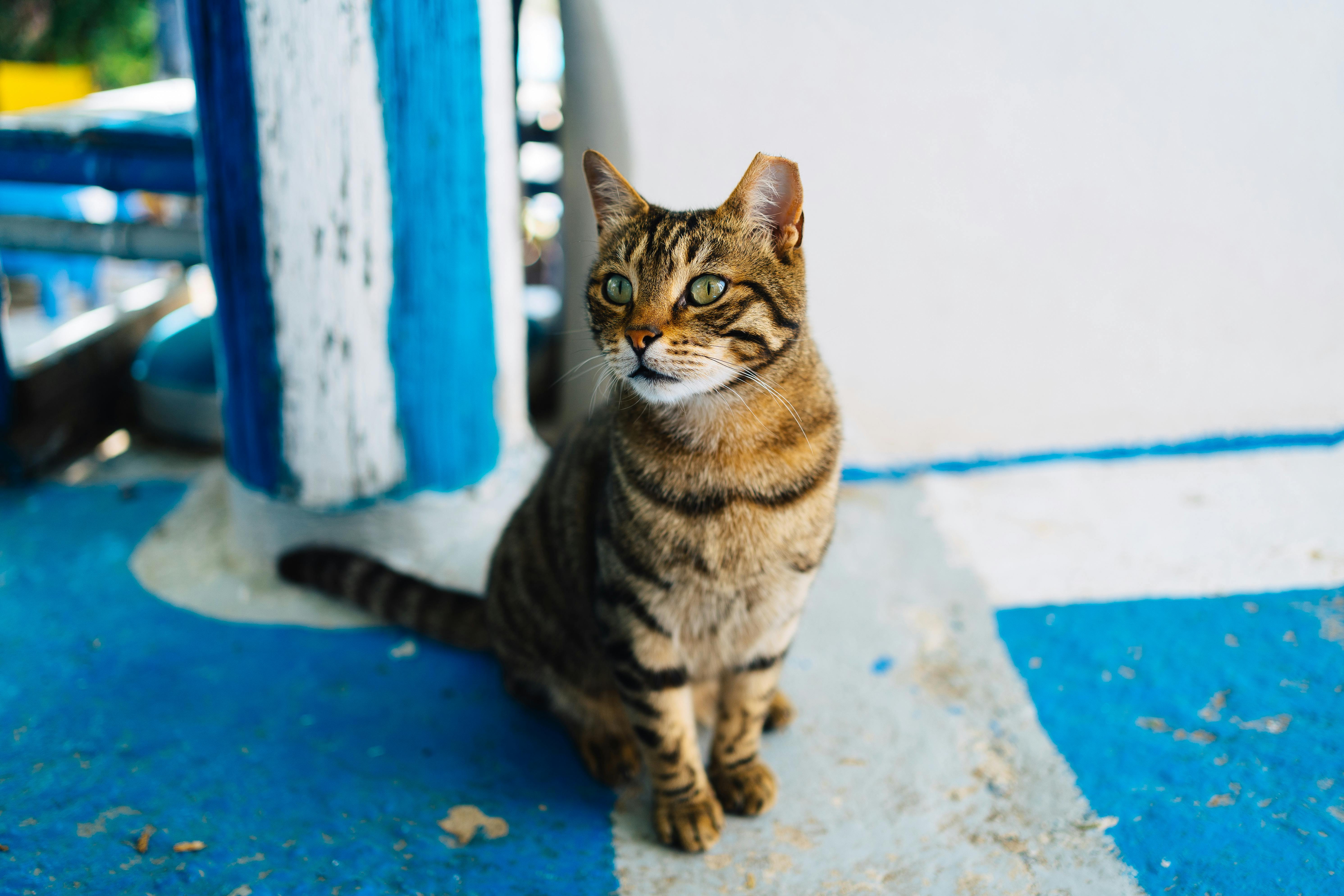 Cat on Ground · Free Stock Photo