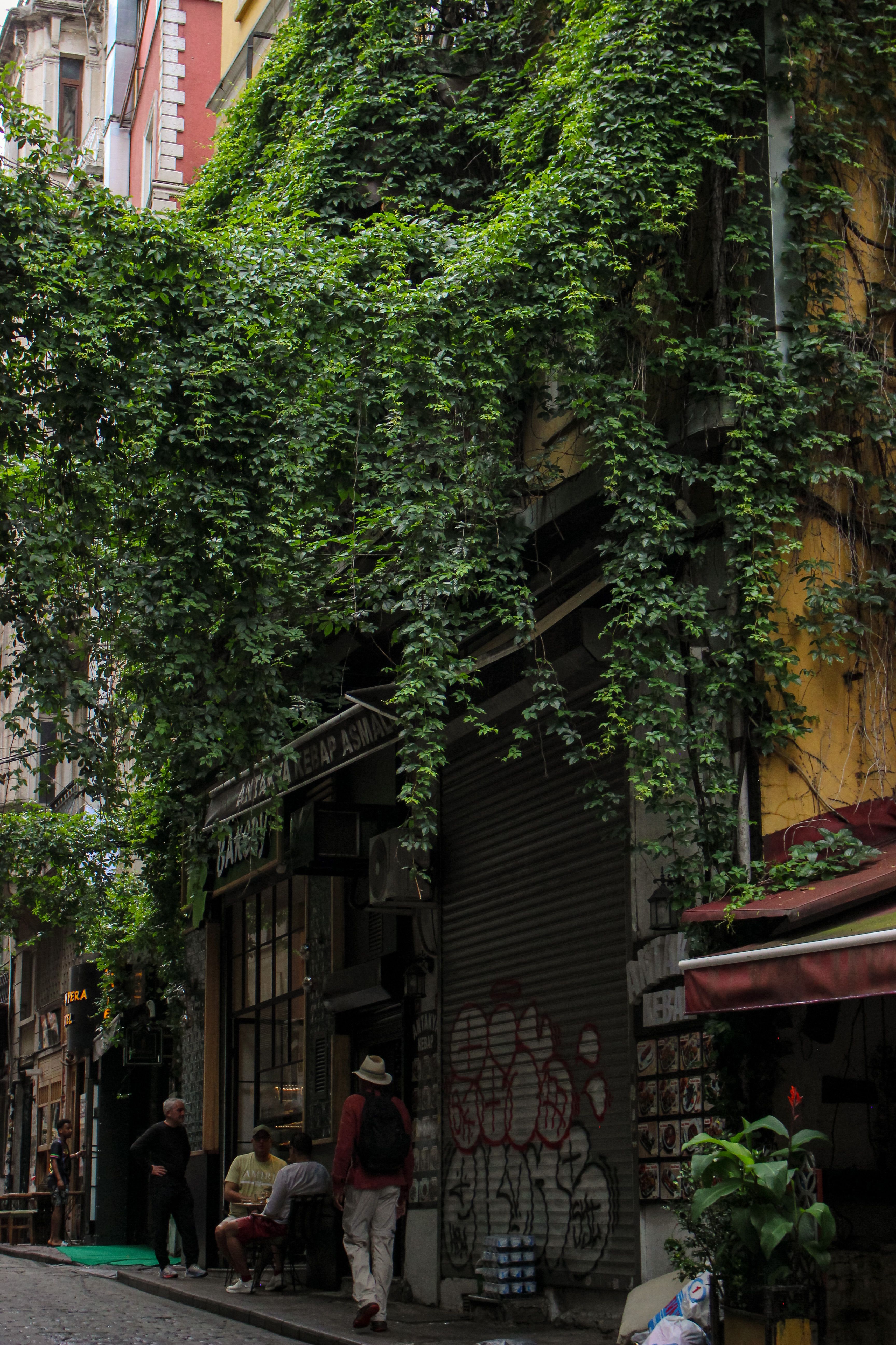 Vine Climbing Over the Building · Free Stock Photo