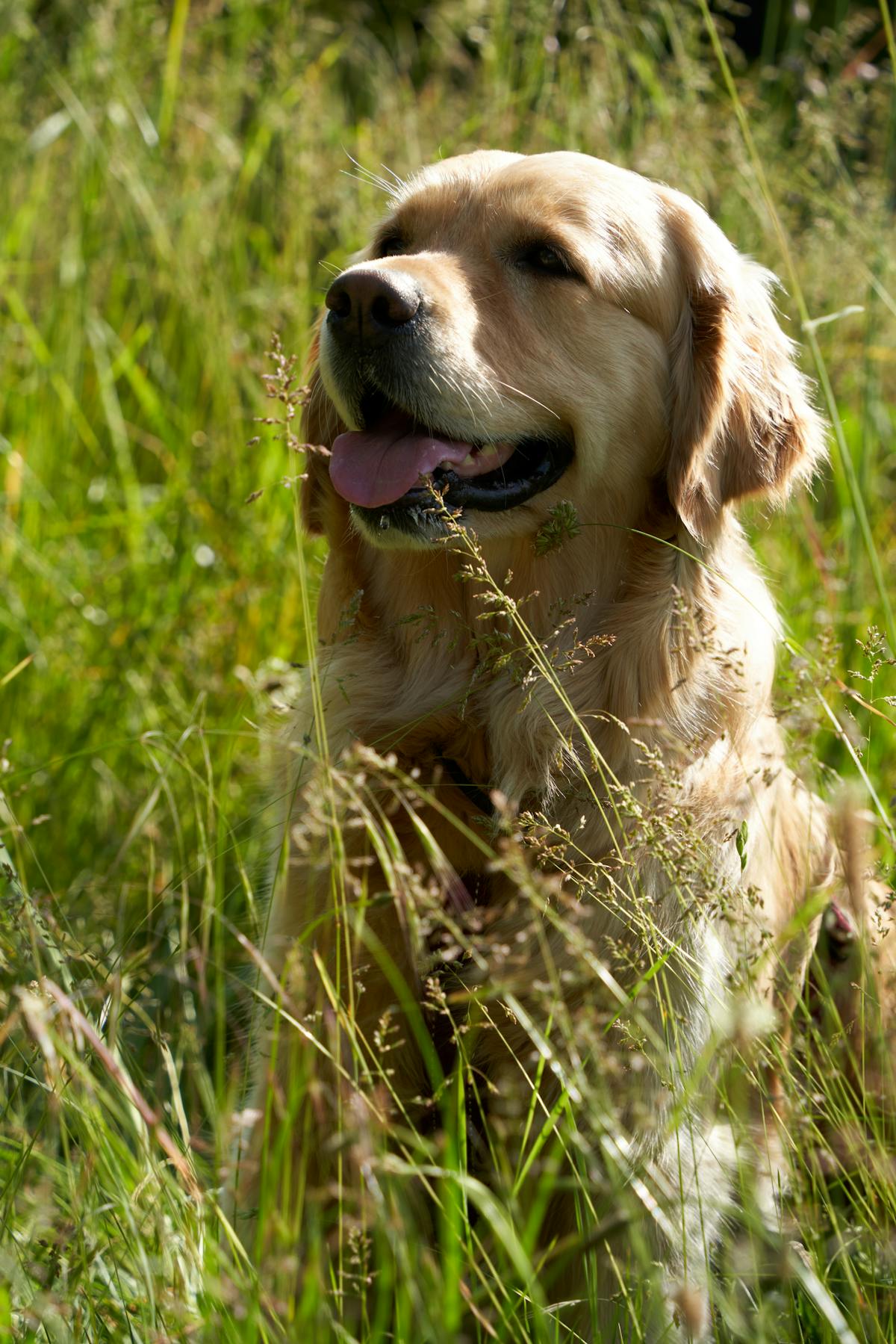 Golden Retriever Breed Photos, Download The BEST Free Golden Retriever ...